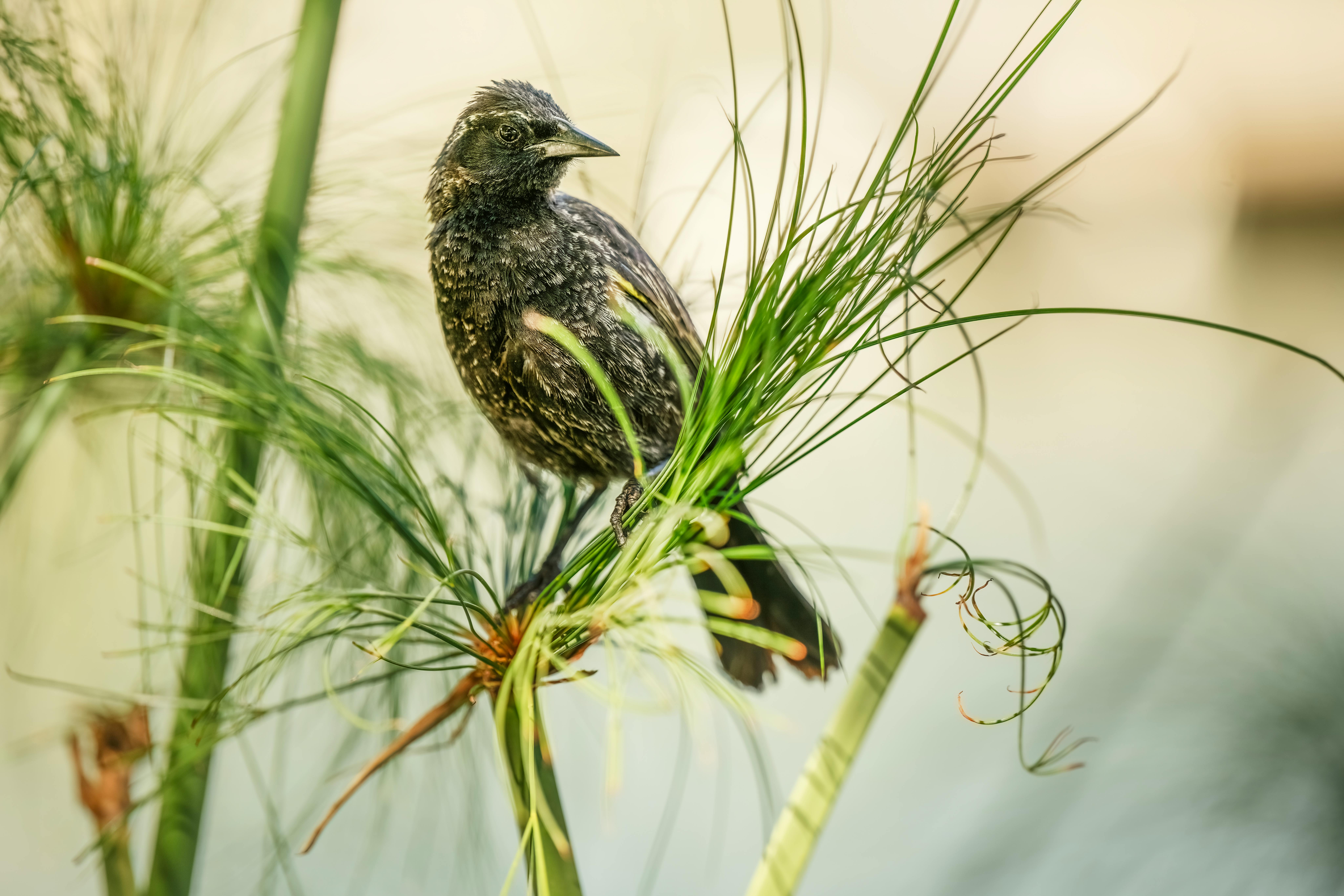 Beautiful Bird Perched on Lush Green Papyrus Plant · Free Stock Photo