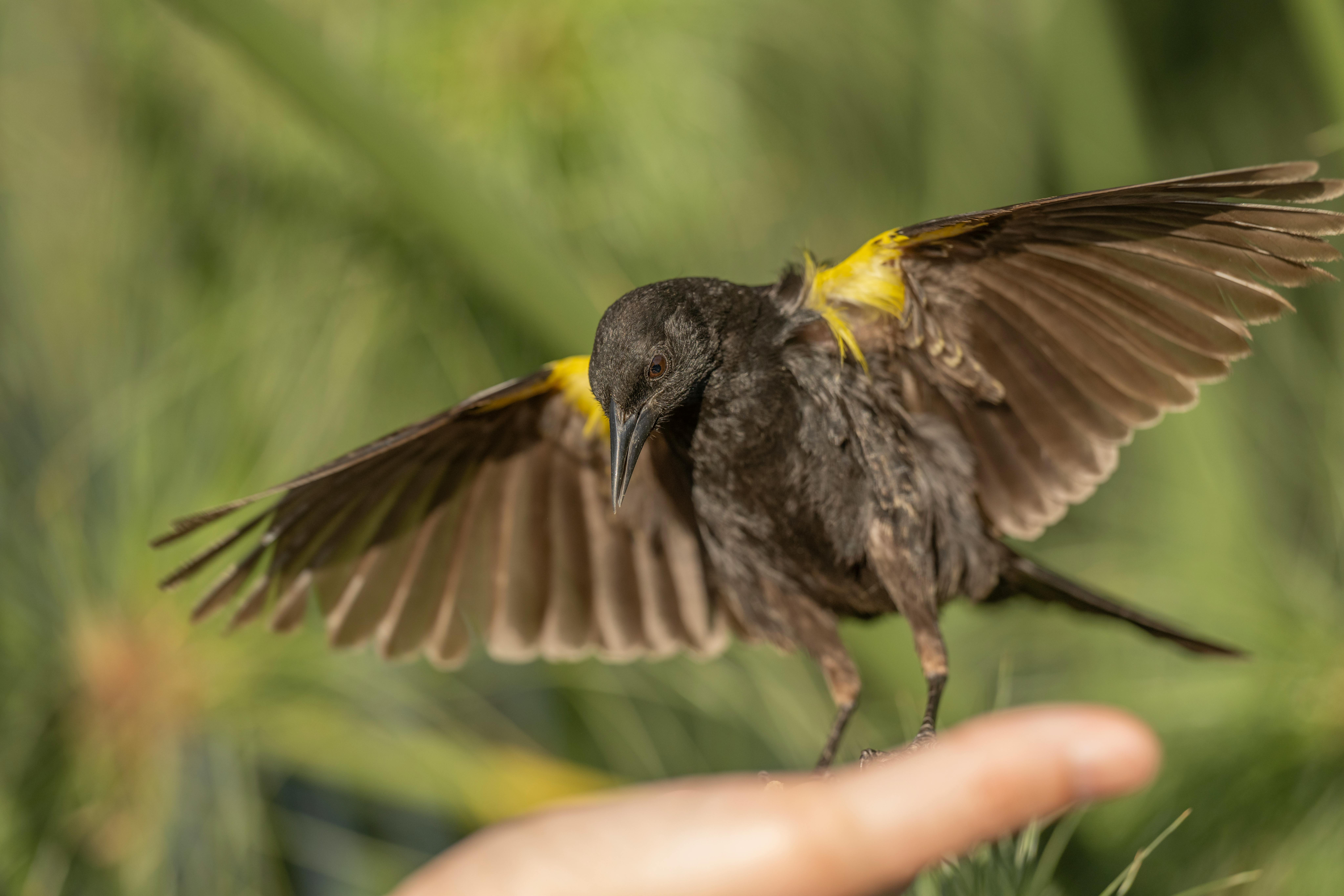 Close-Up of Bird Perching on Hand Outdoors · Free Stock Photo