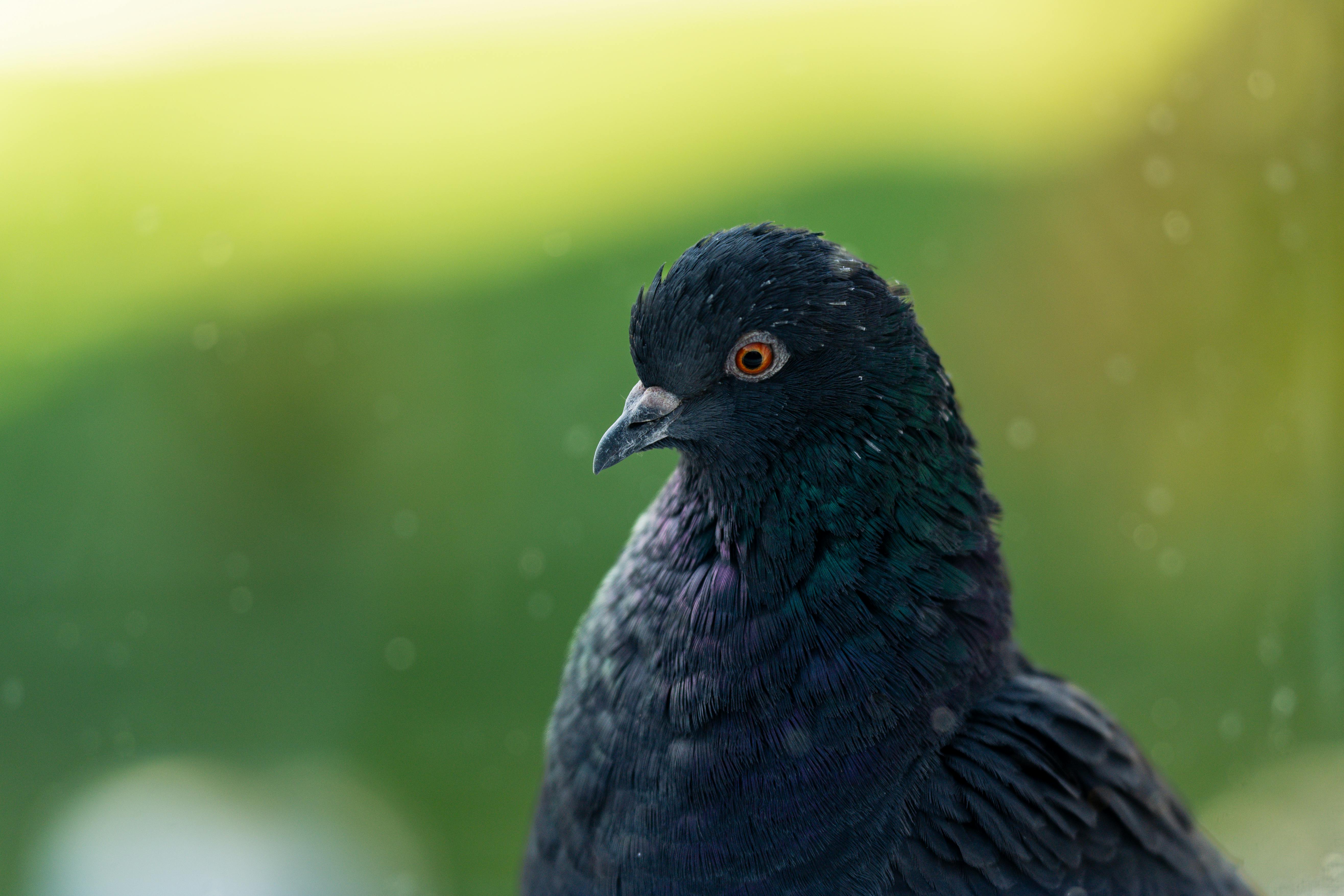 Close-up Shot of Black Pigeon Against Blurred Background · Free Stock Photo