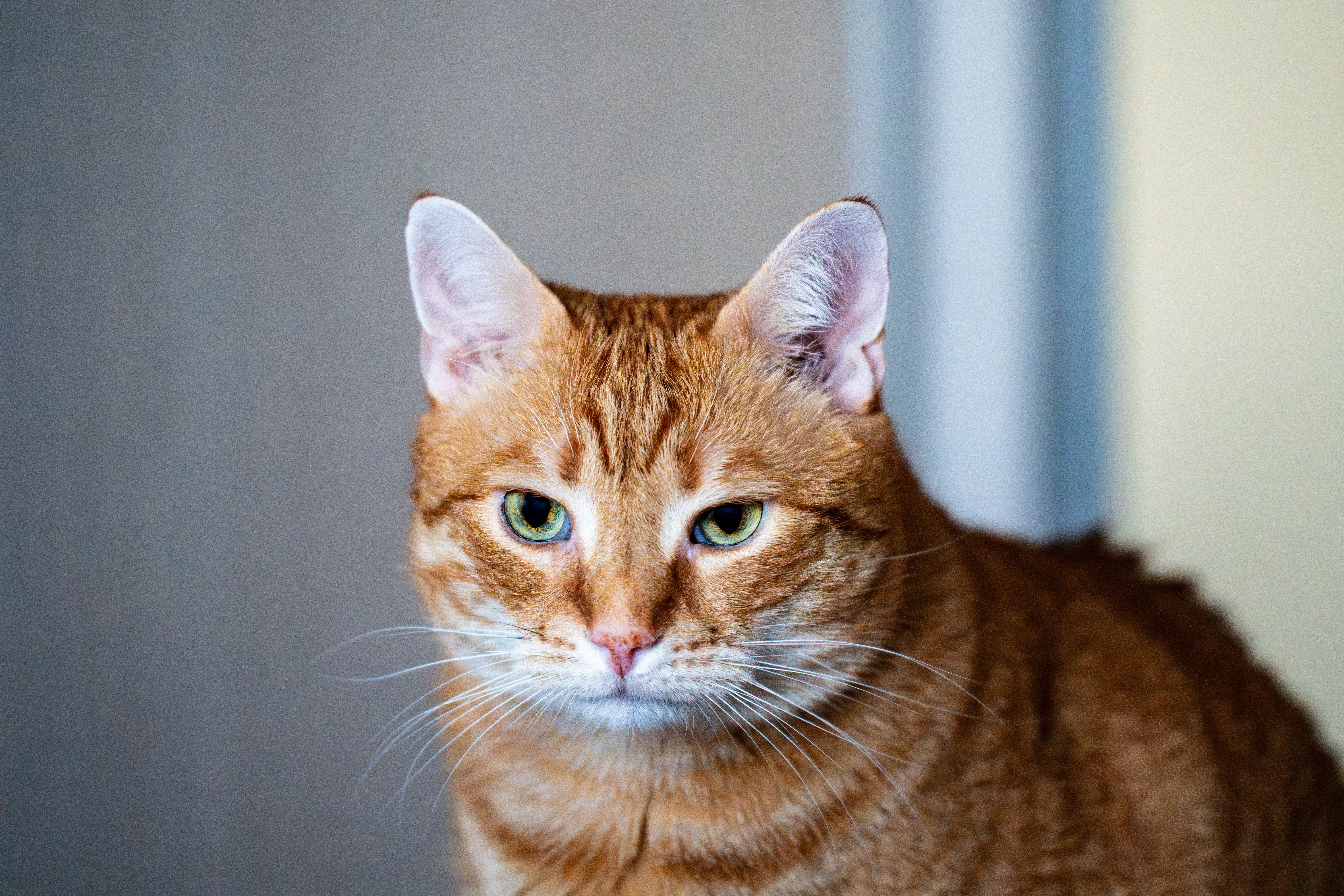 Close-Up Portrait of Orange Tabby Cat · Free Stock Photo