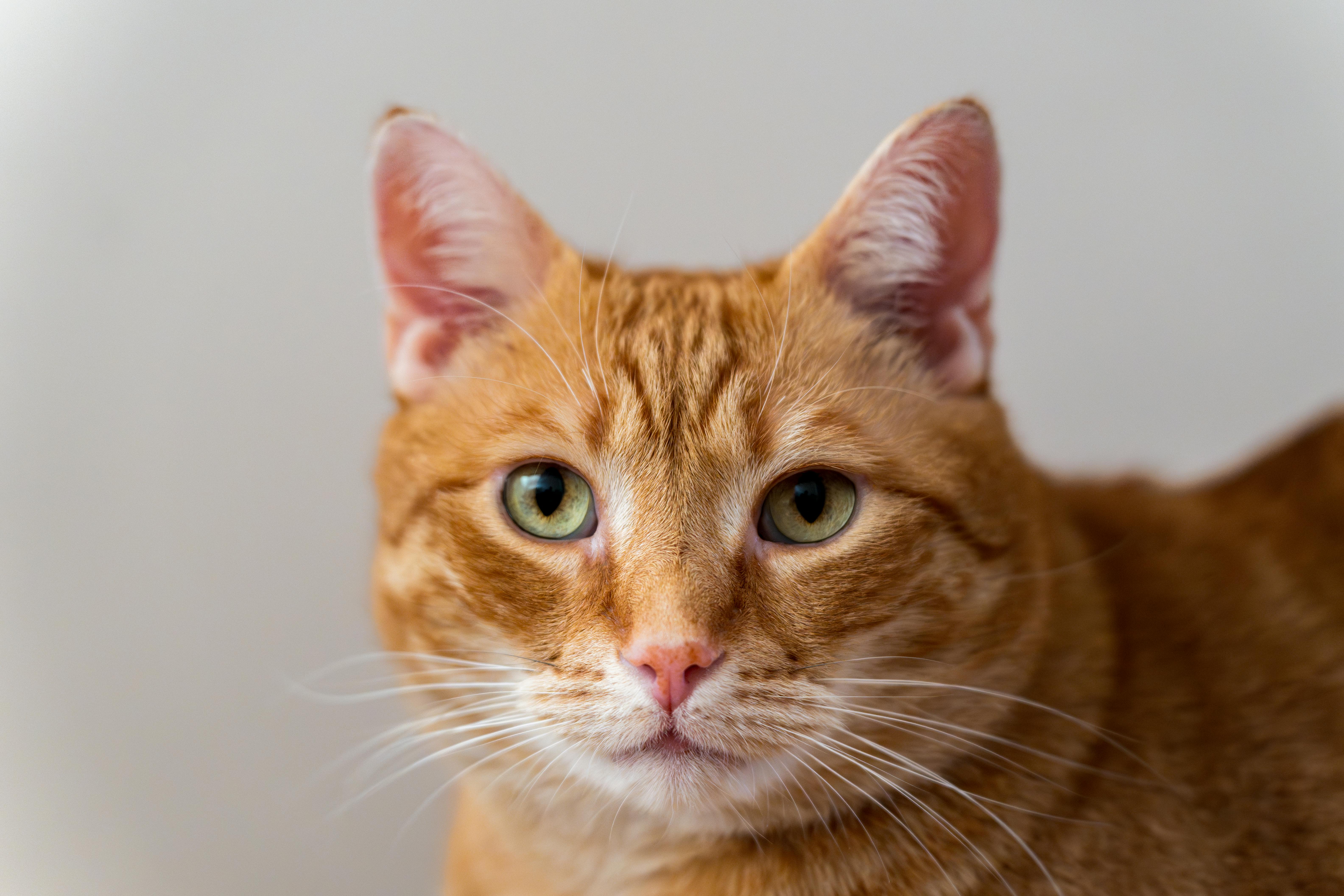 Chân Dung Một Chú Mèo Vằn Gừng Có đôi Mắt Xanh Lá Cây · Ảnh có sẵn miễn phí