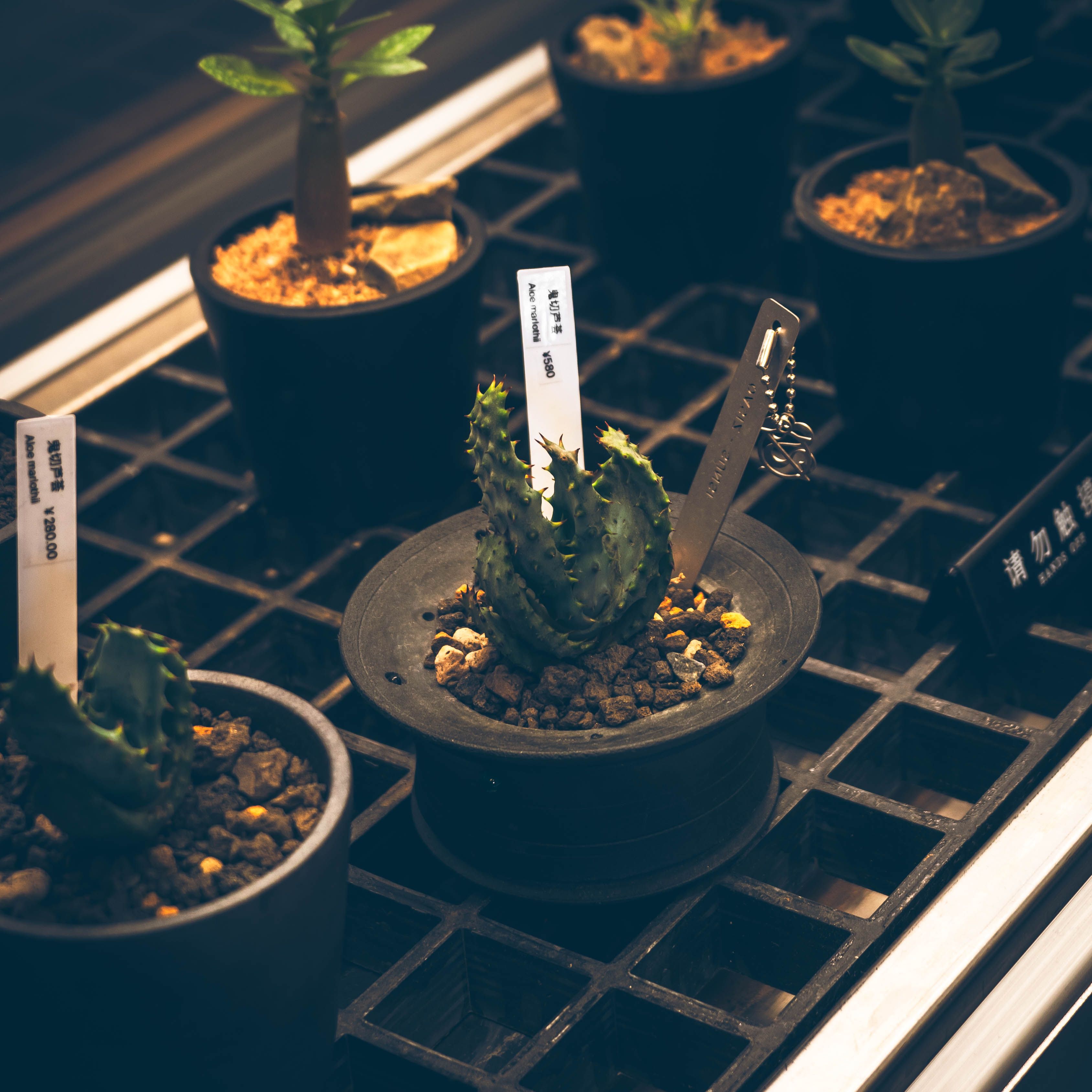 Indoor Plant Scene Photos, Download The BEST Free Indoor Plant Scene ...