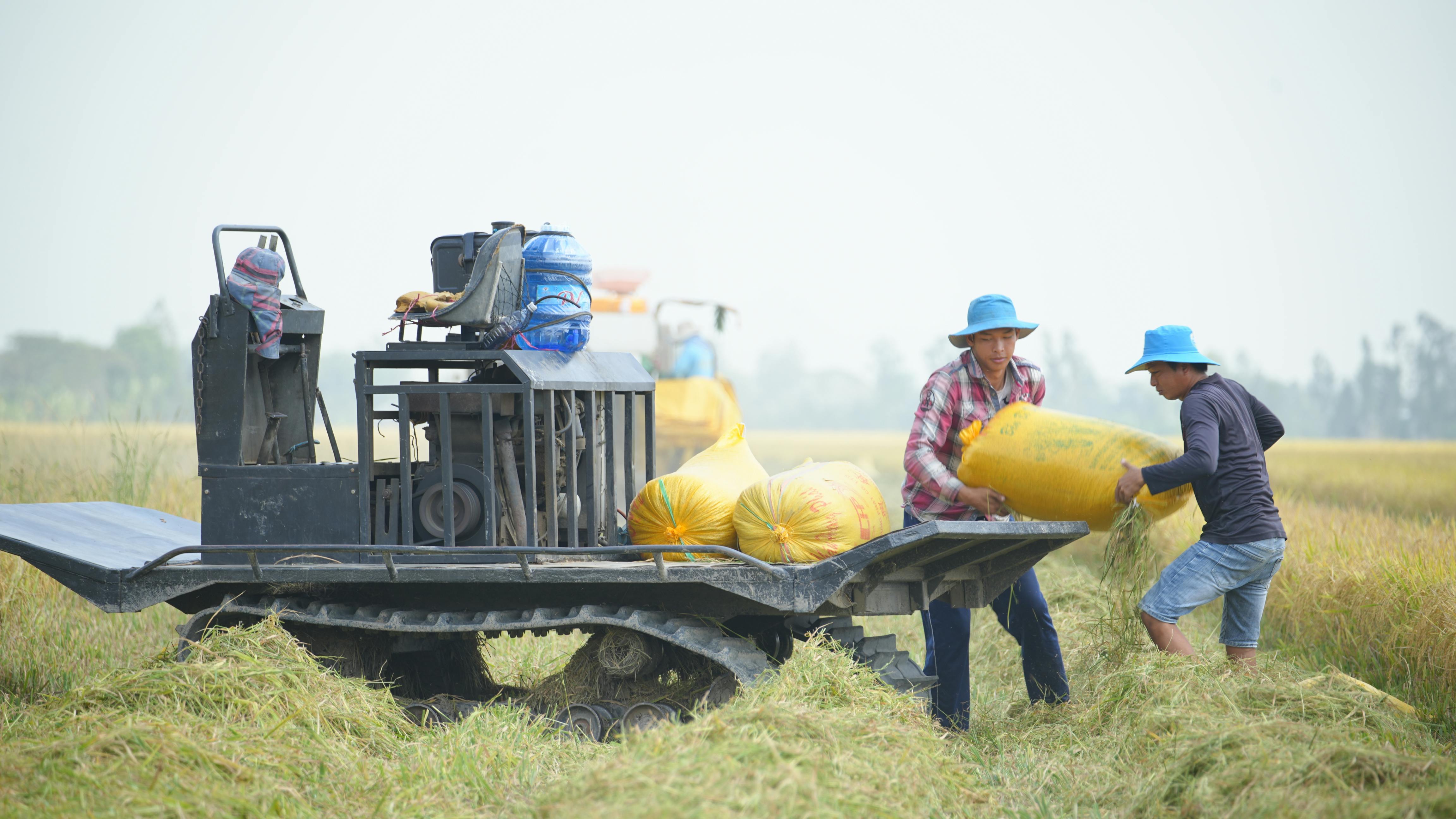Petani Memanen Padi Di Sawah Yang Disinari Matahari · Foto Stok Gratis