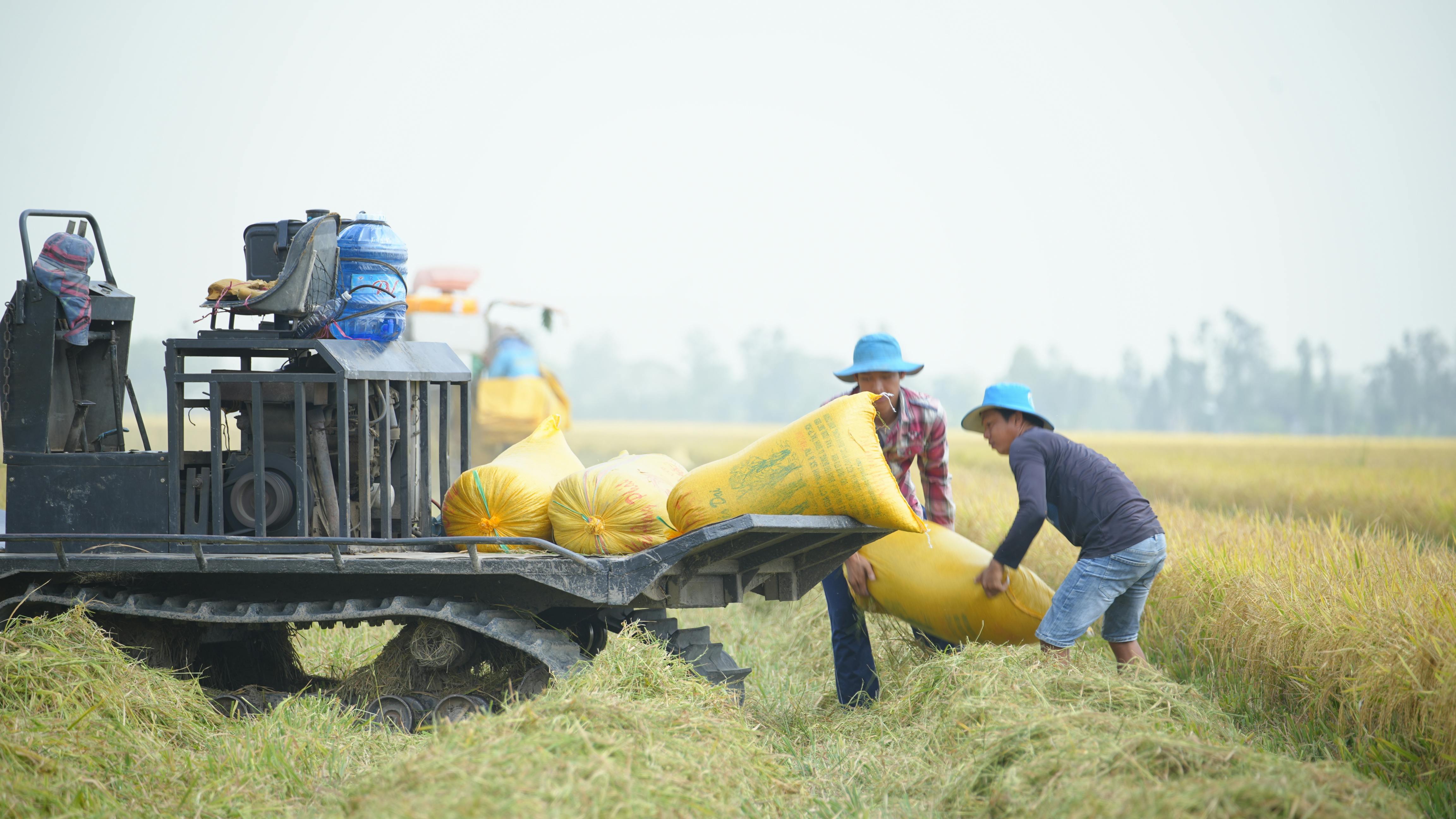 Farm Workers Loading Rice Sacks onto Harvester · Free Stock Photo