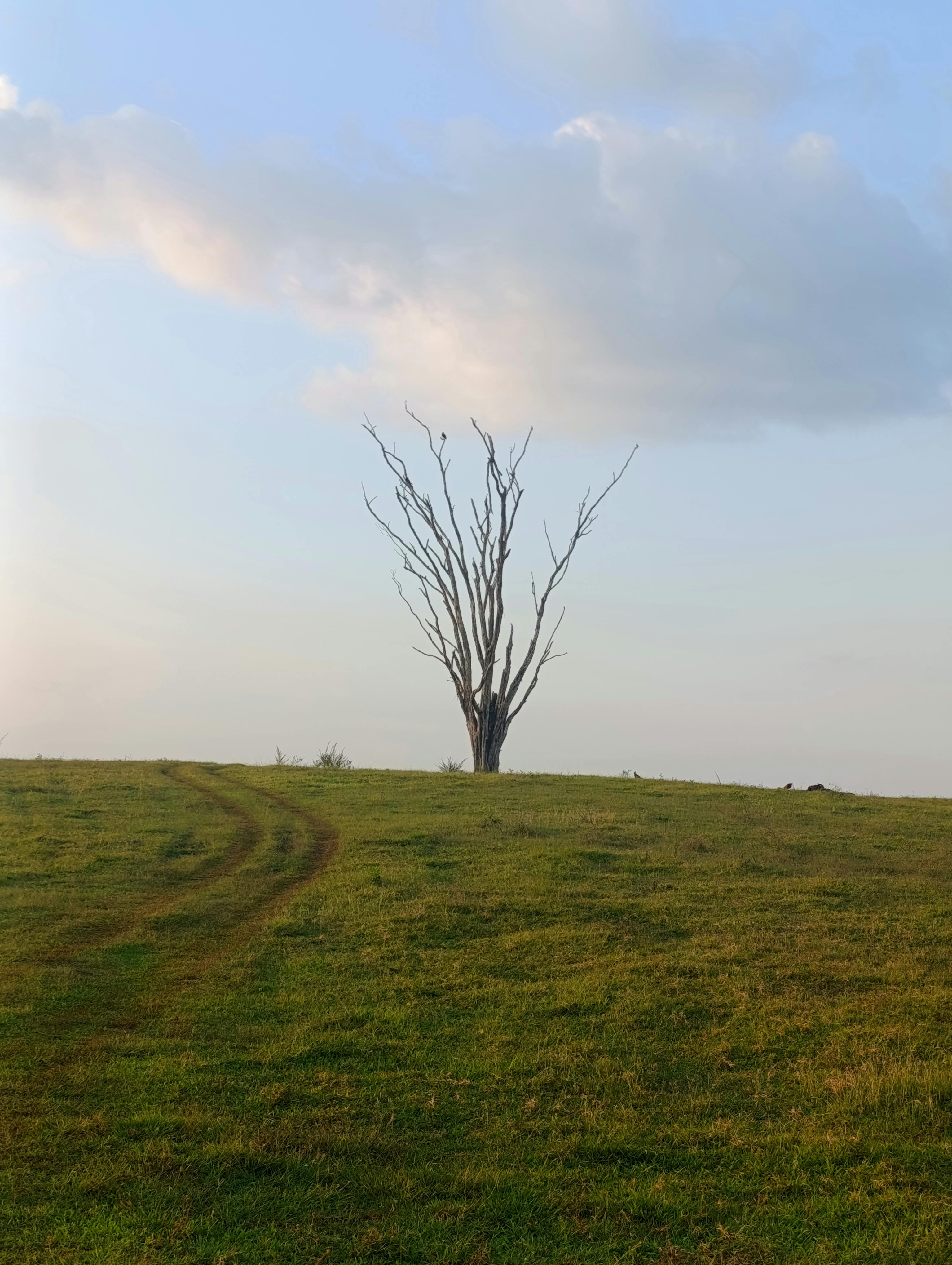 Scenic View of Lone Tree in Open Field · Free Stock Photo