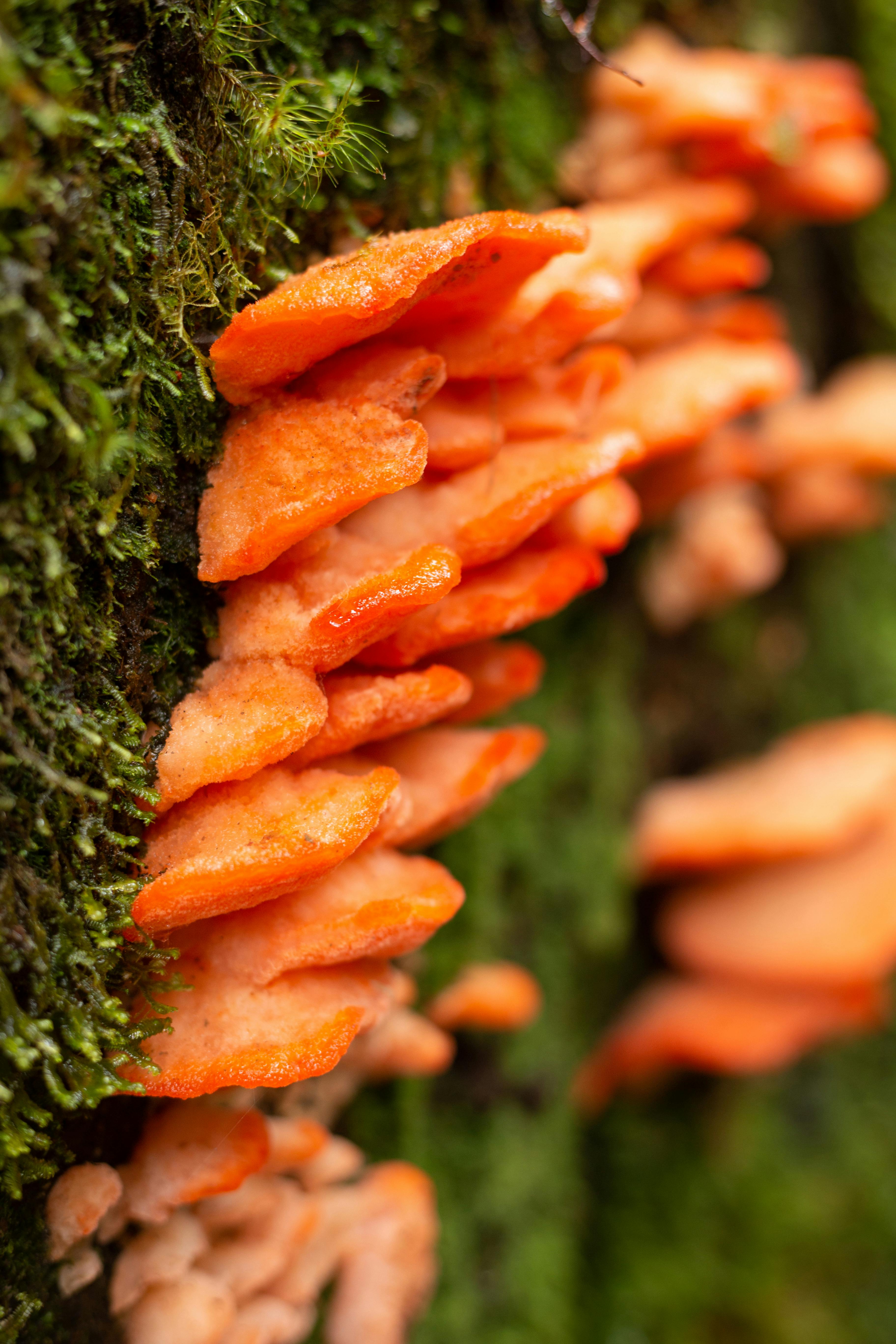 Hongos De Color Naranja Intenso En El Bosque De Tasmania · Foto de ...