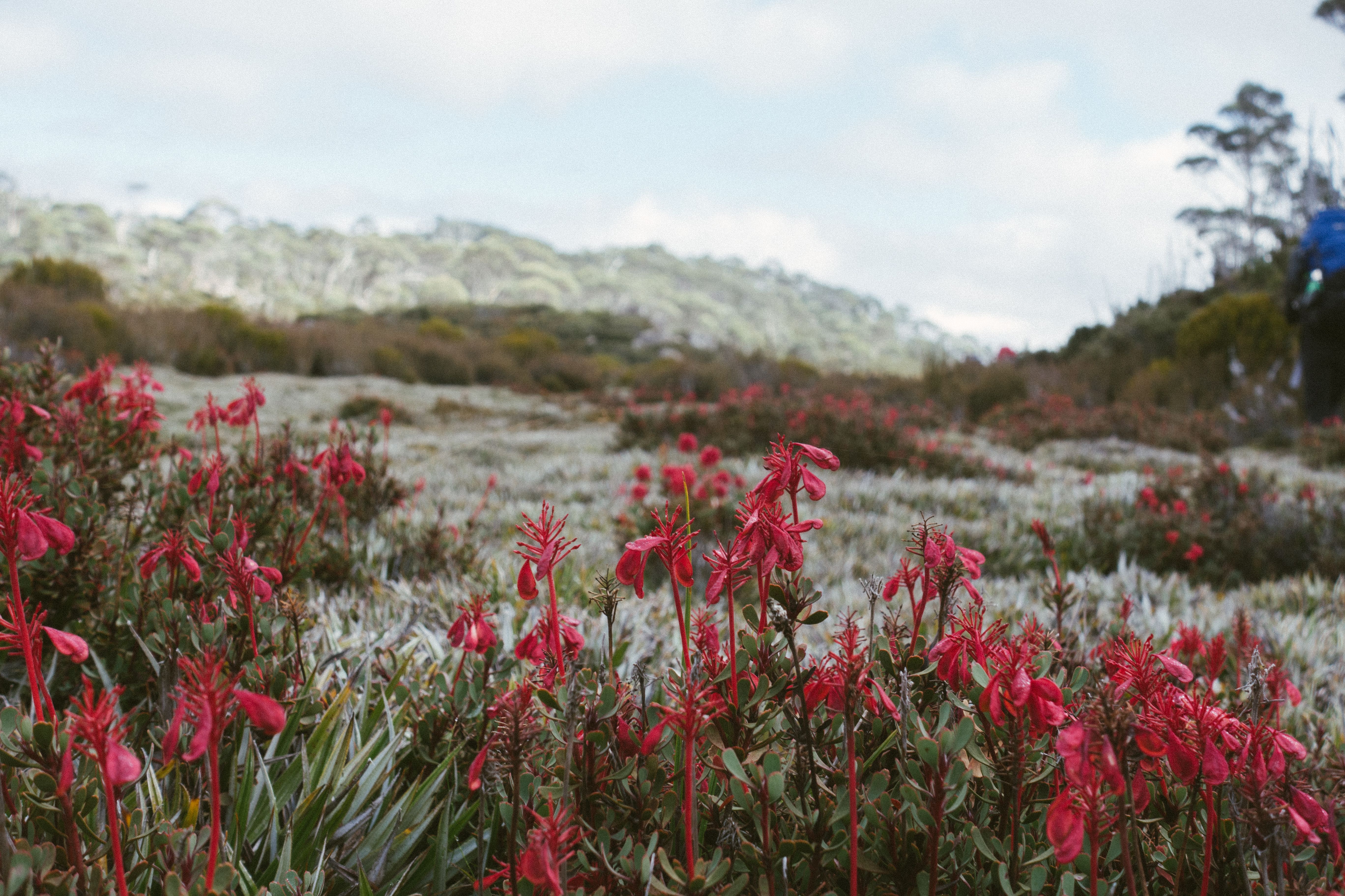 Vibrant Alpine Flowers in Tasmania Wilderness · Free Stock Photo