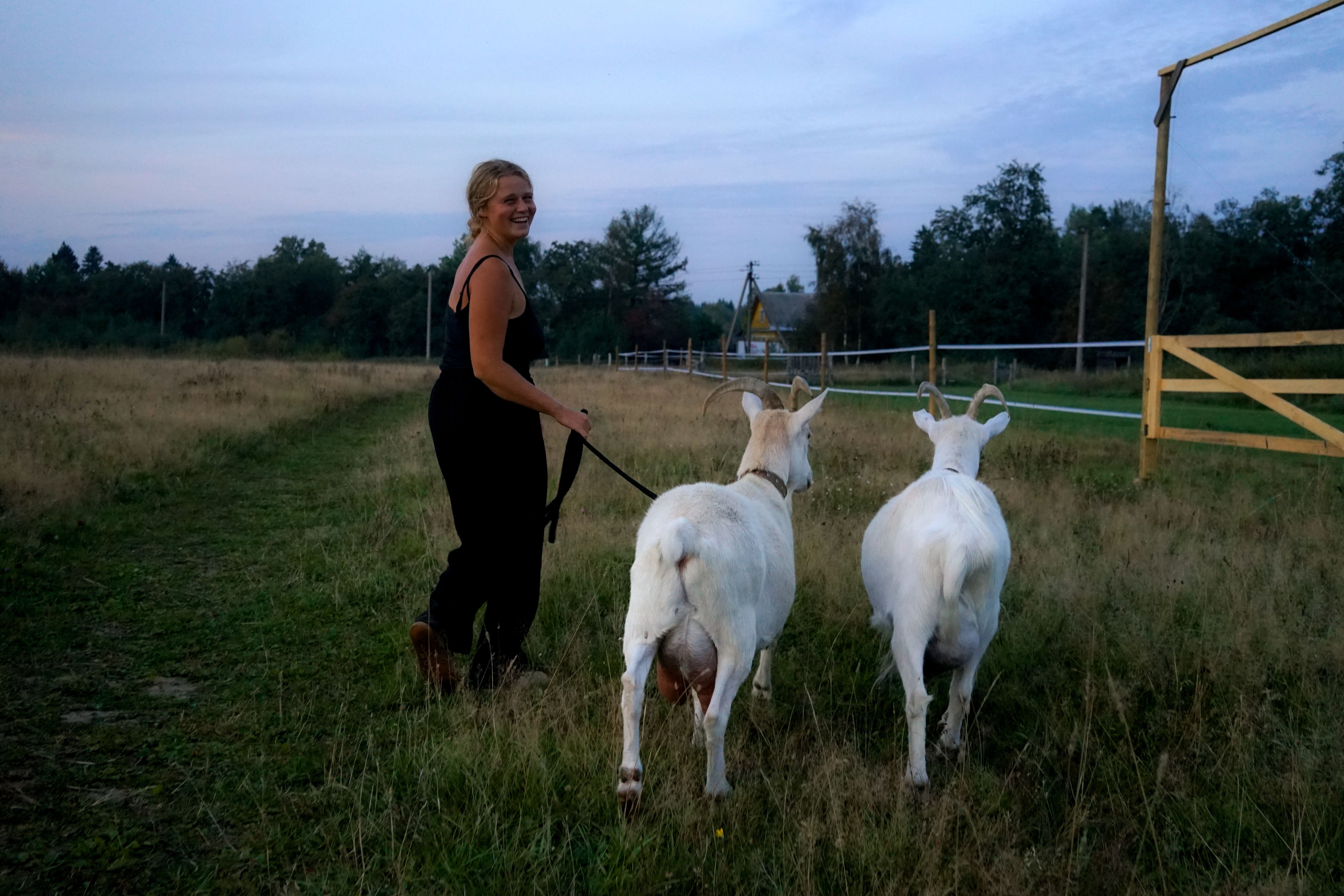 Woman Walking Goats in Rural Landscape at Dusk · Free Stock Photo