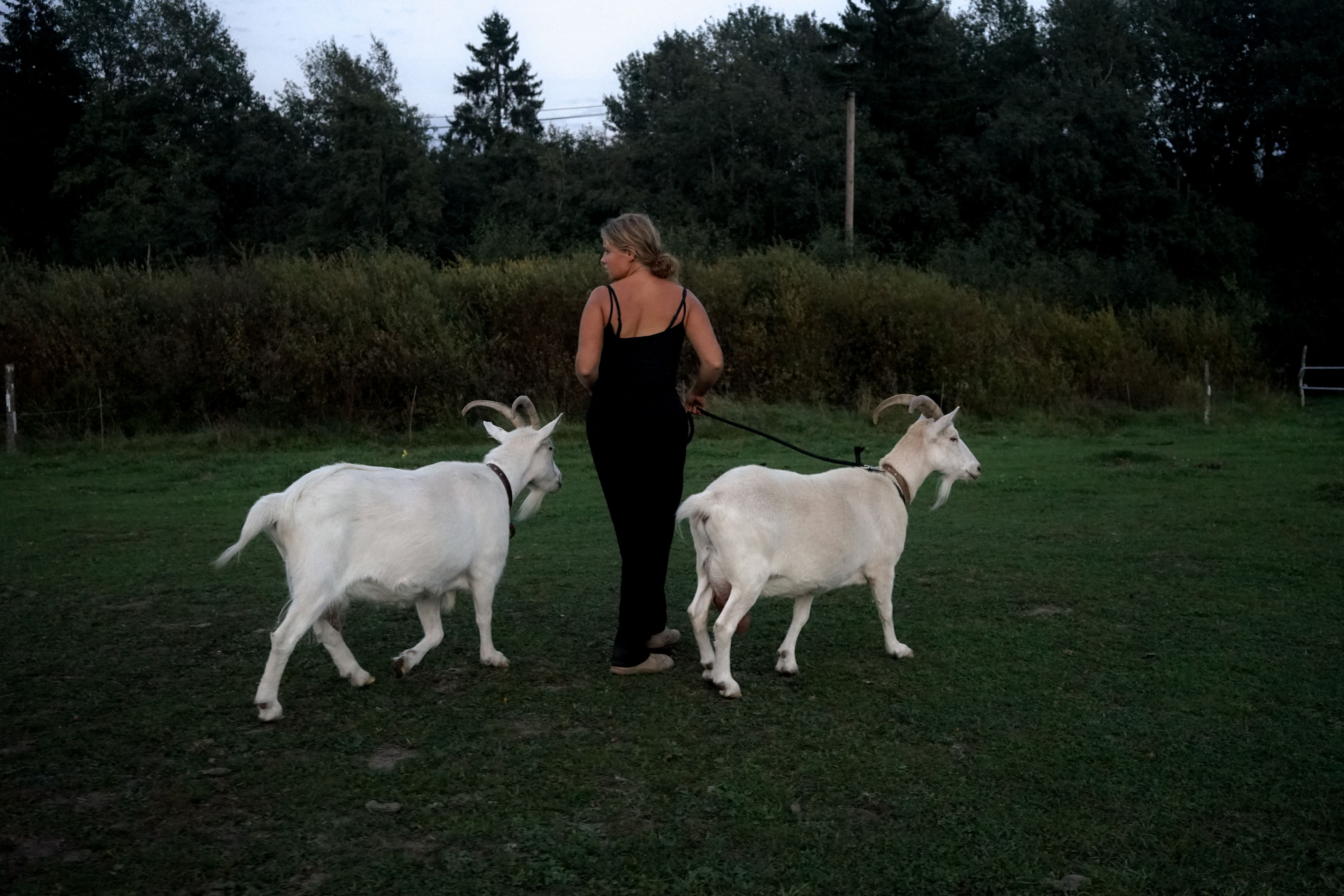 Woman Walking Goats in Rural Outdoor Setting · Free Stock Photo