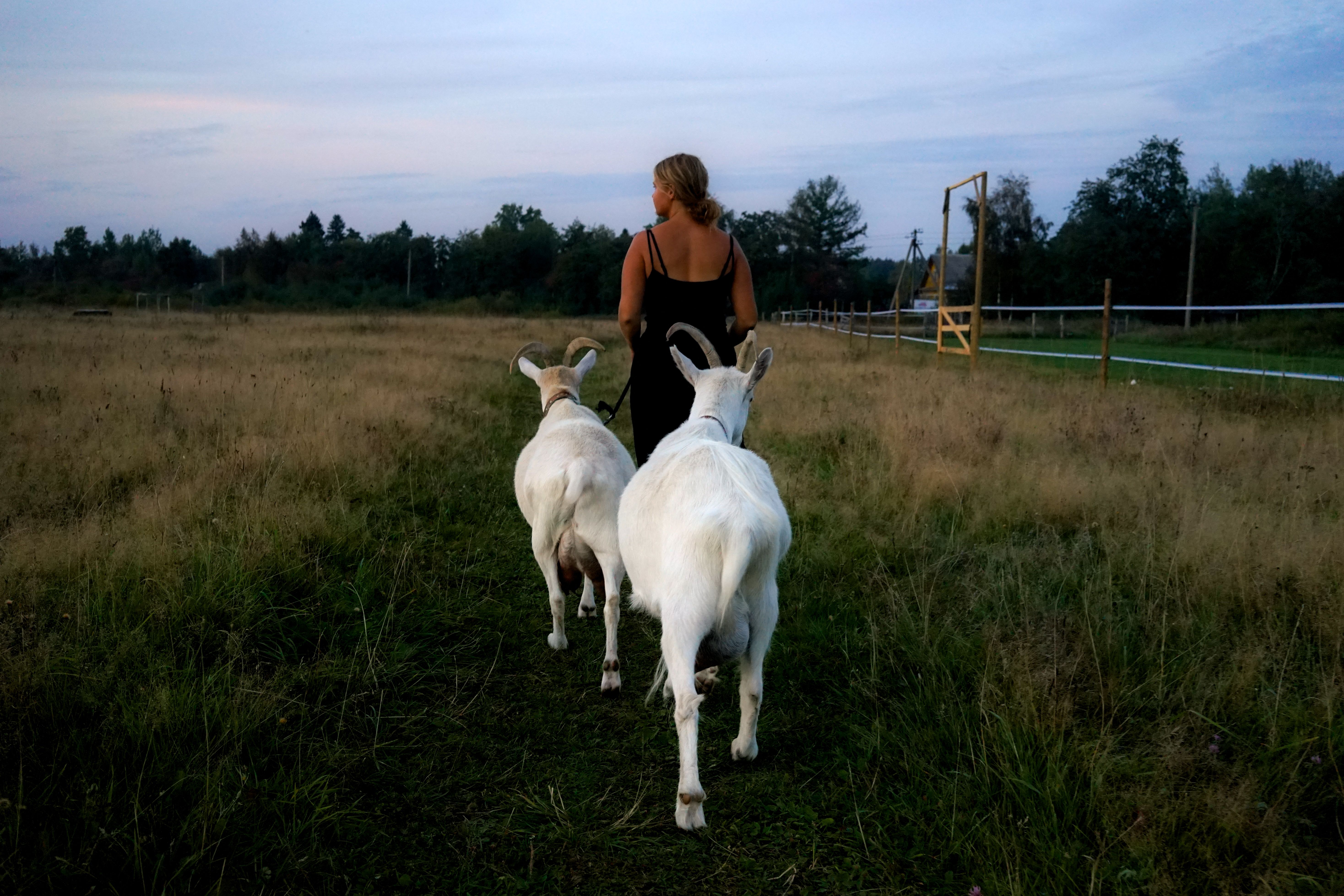 Woman Walking with Goats in Pastoral Field · Free Stock Photo
