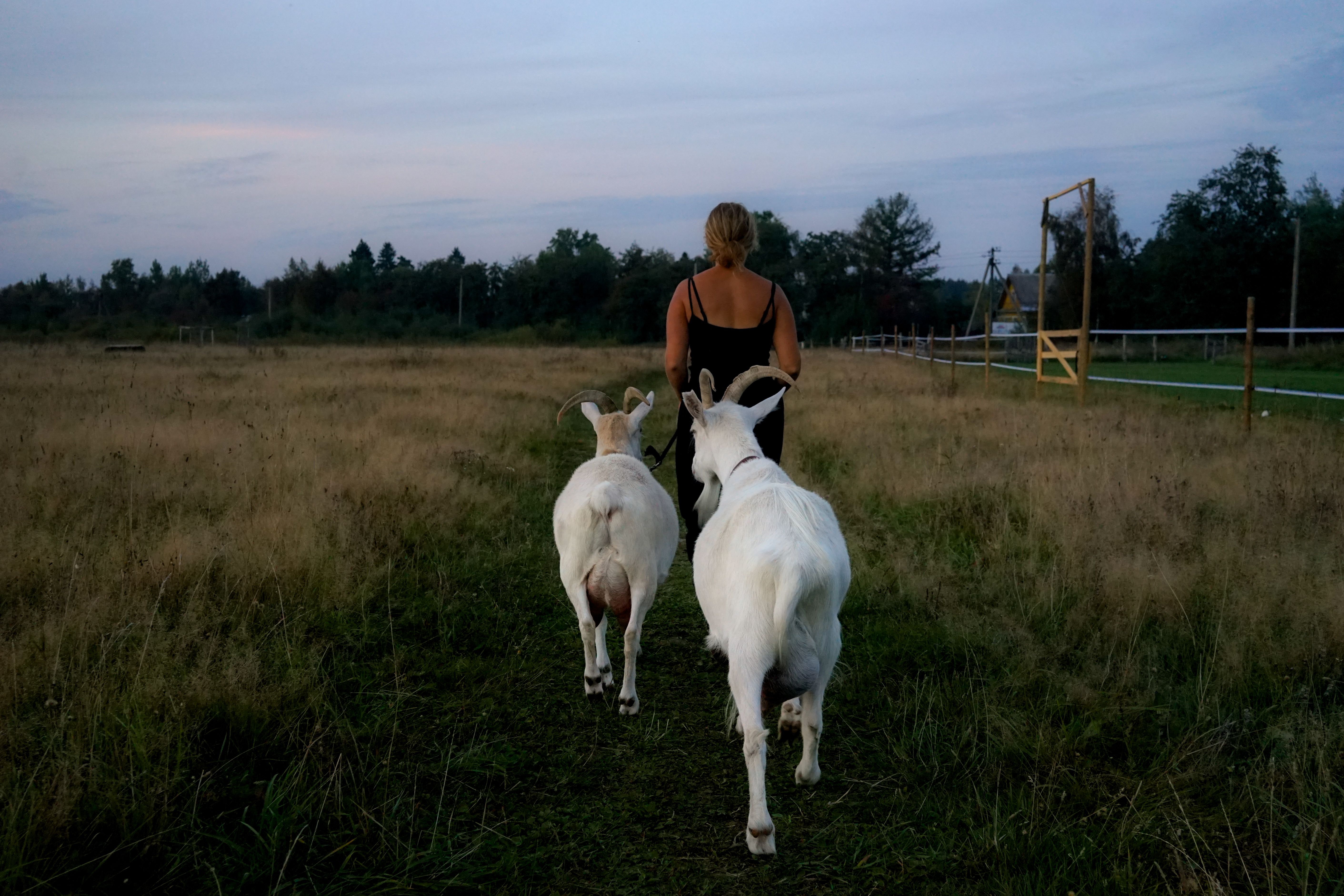 Woman Walking Goats on a Rural Pathway · Free Stock Photo