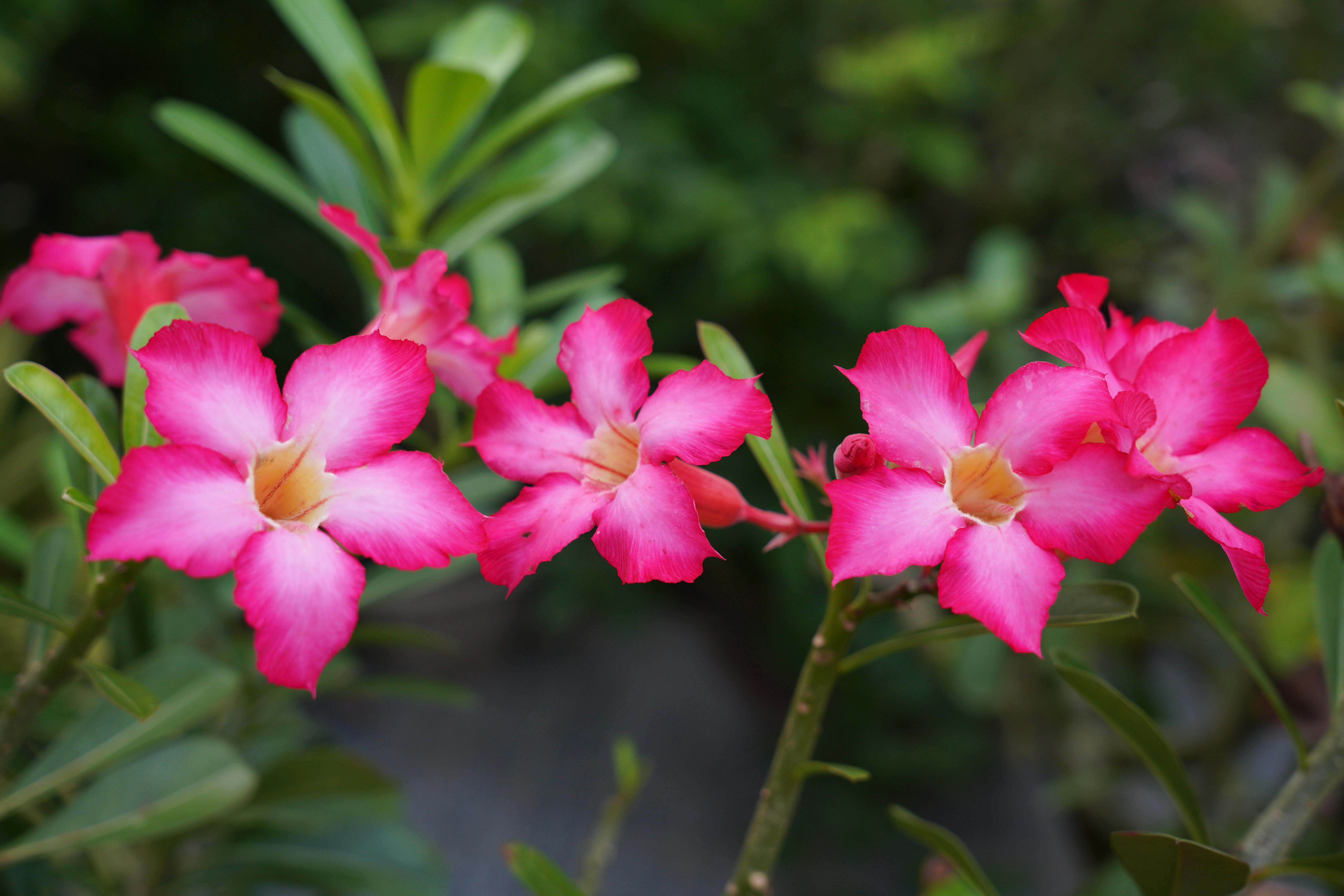 Vibrantes Flores De Rosa Del Desierto De Color Rosa En Flor · Foto de ...