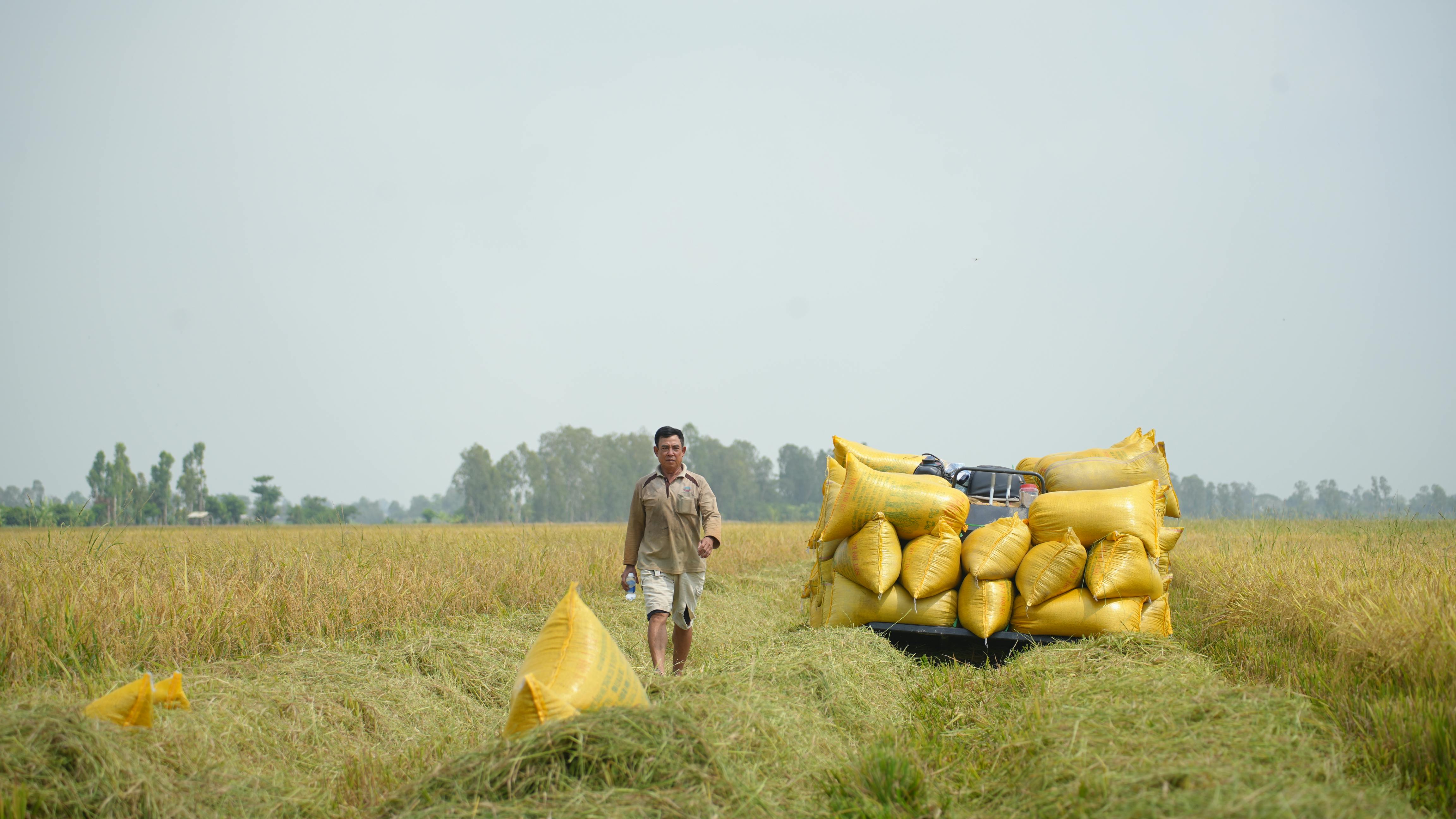 Farmer Walking Through Rice Field with Harvest · Free Stock Photo