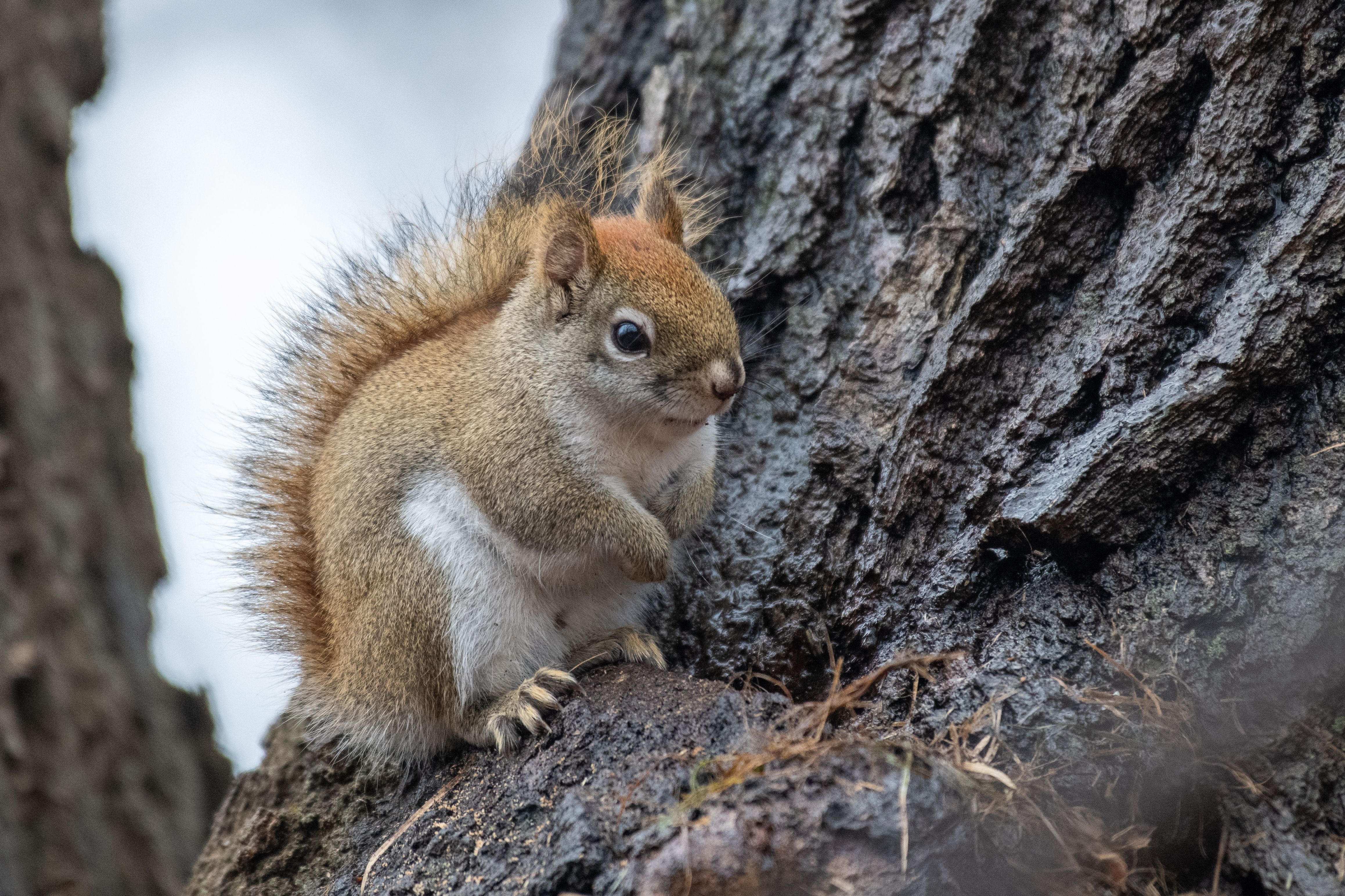Close-up of a Red Squirrel in Natural Habitat · Free Stock Photo