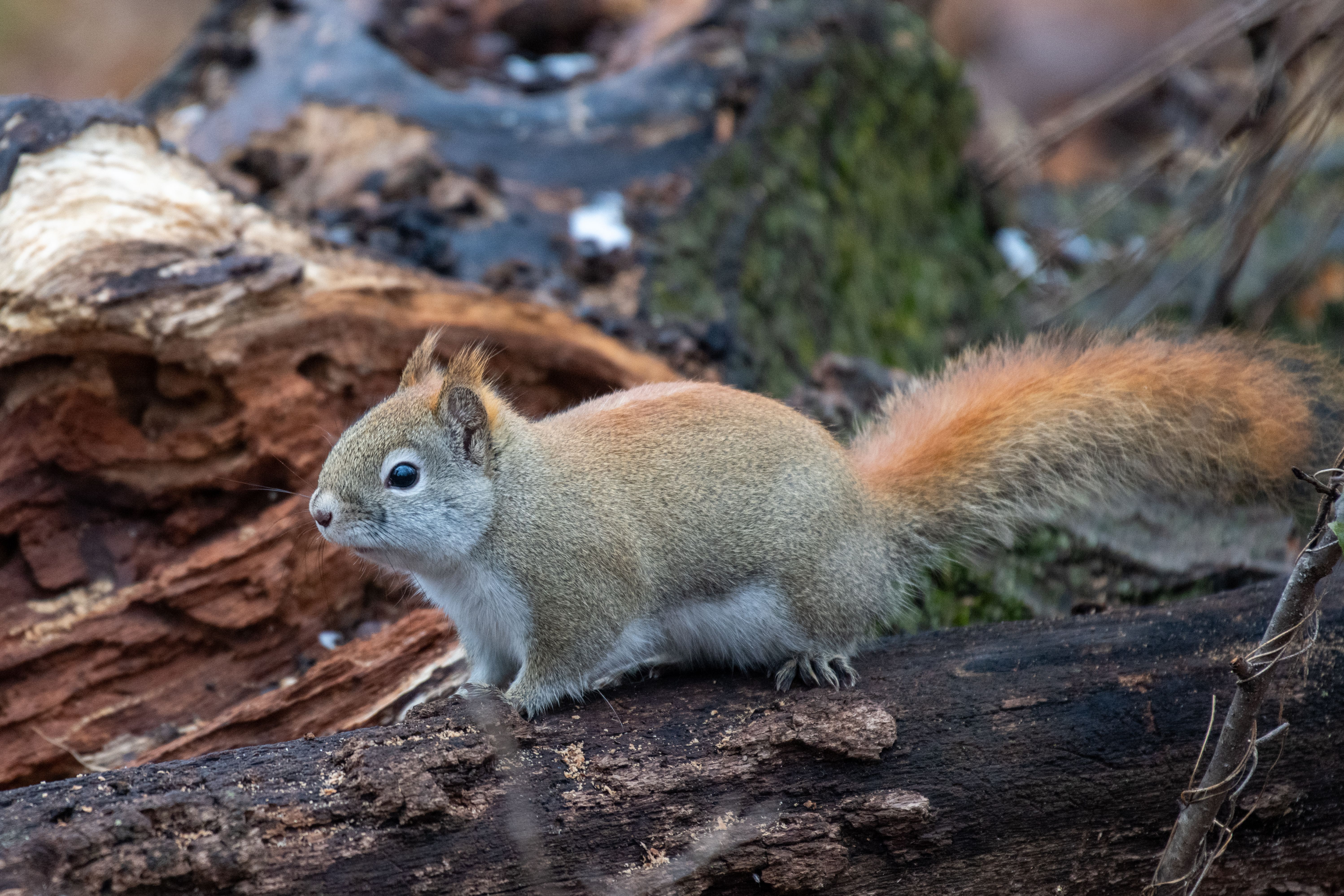 Close-up of a Red Squirrel on a Fallen Tree Trunk · Free Stock Photo