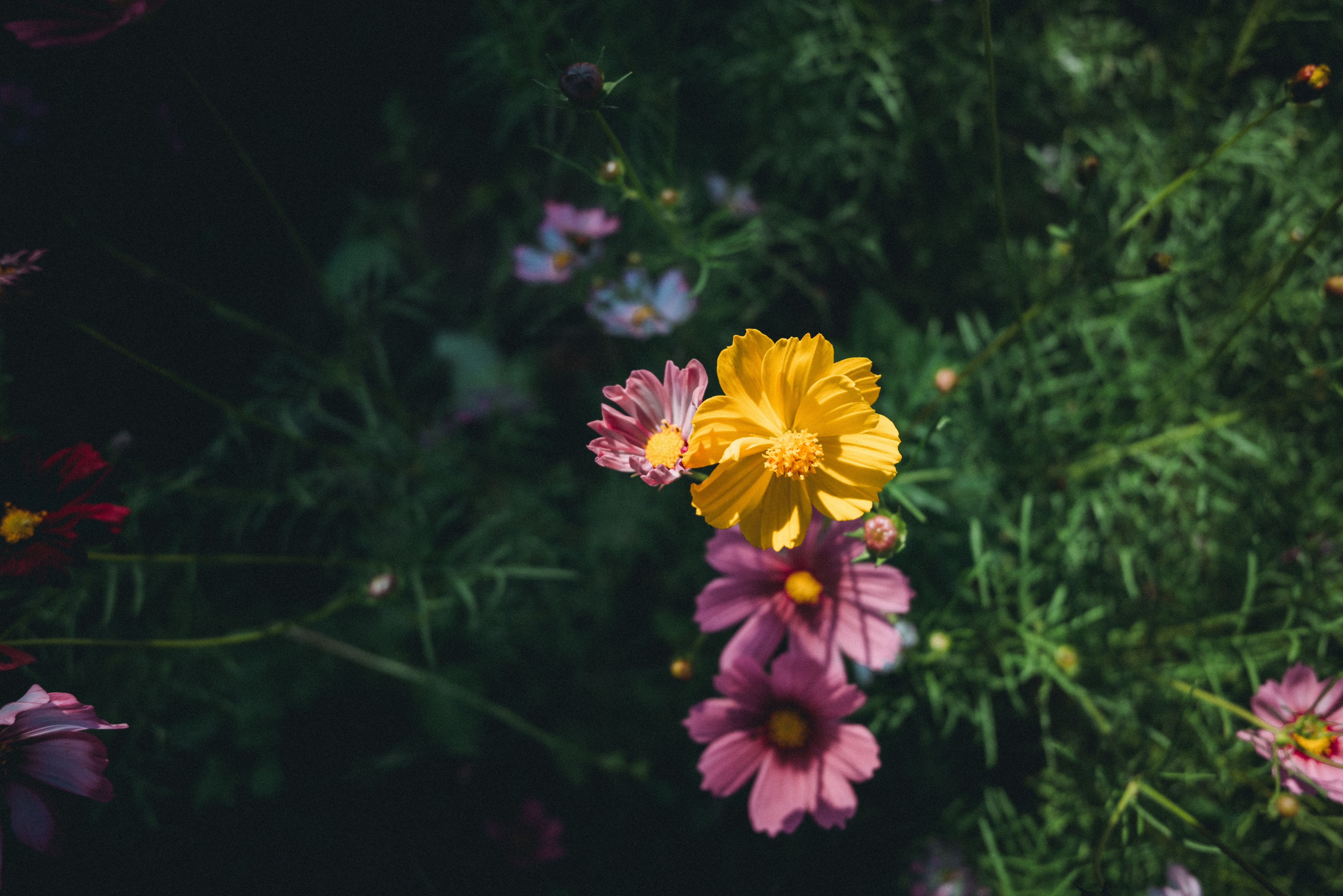 Vibrant Cosmos Flowers in Natural Sunlight · Free Stock Photo