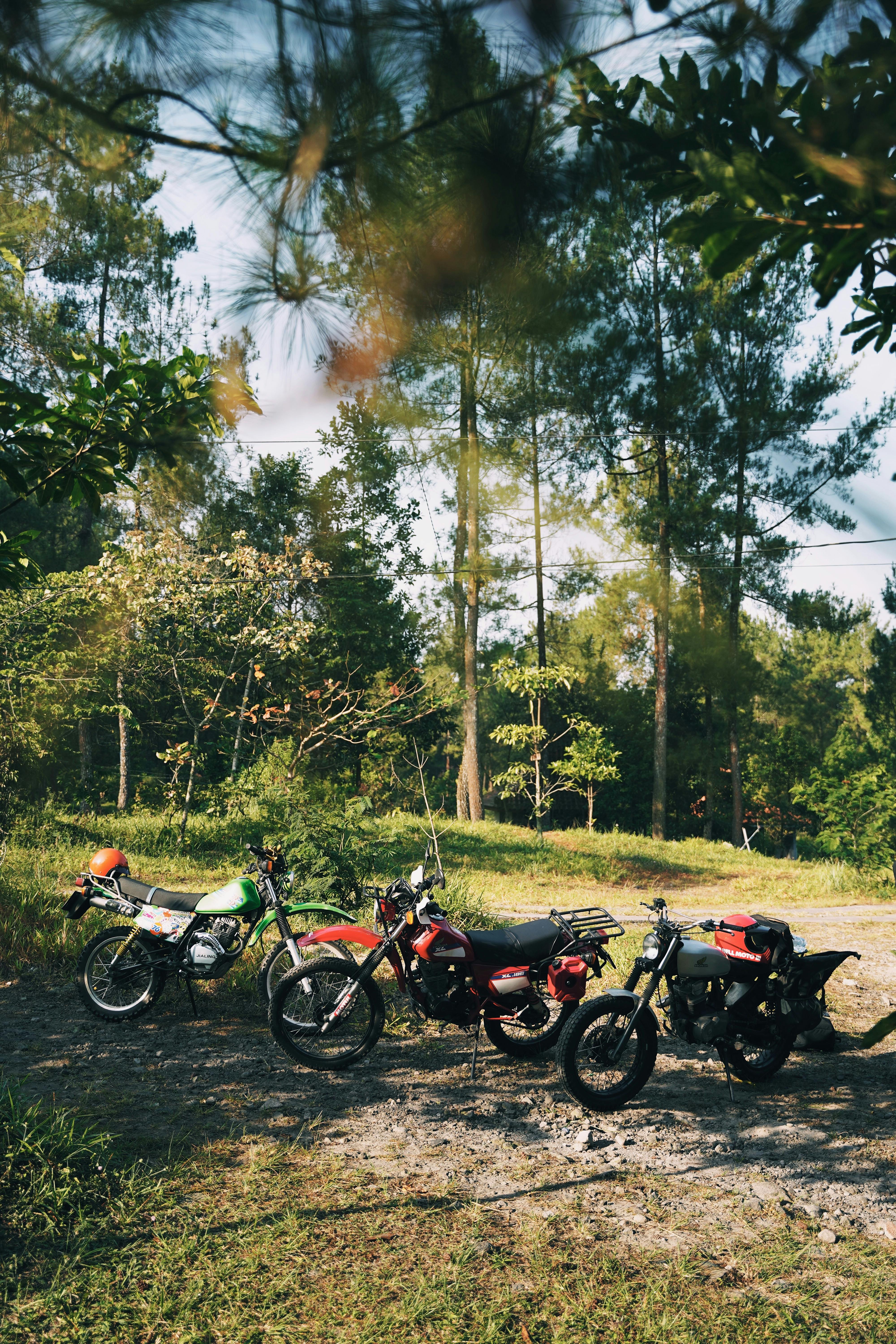 Vintage Motorbikes Parked in Forest Setting · Free Stock Photo