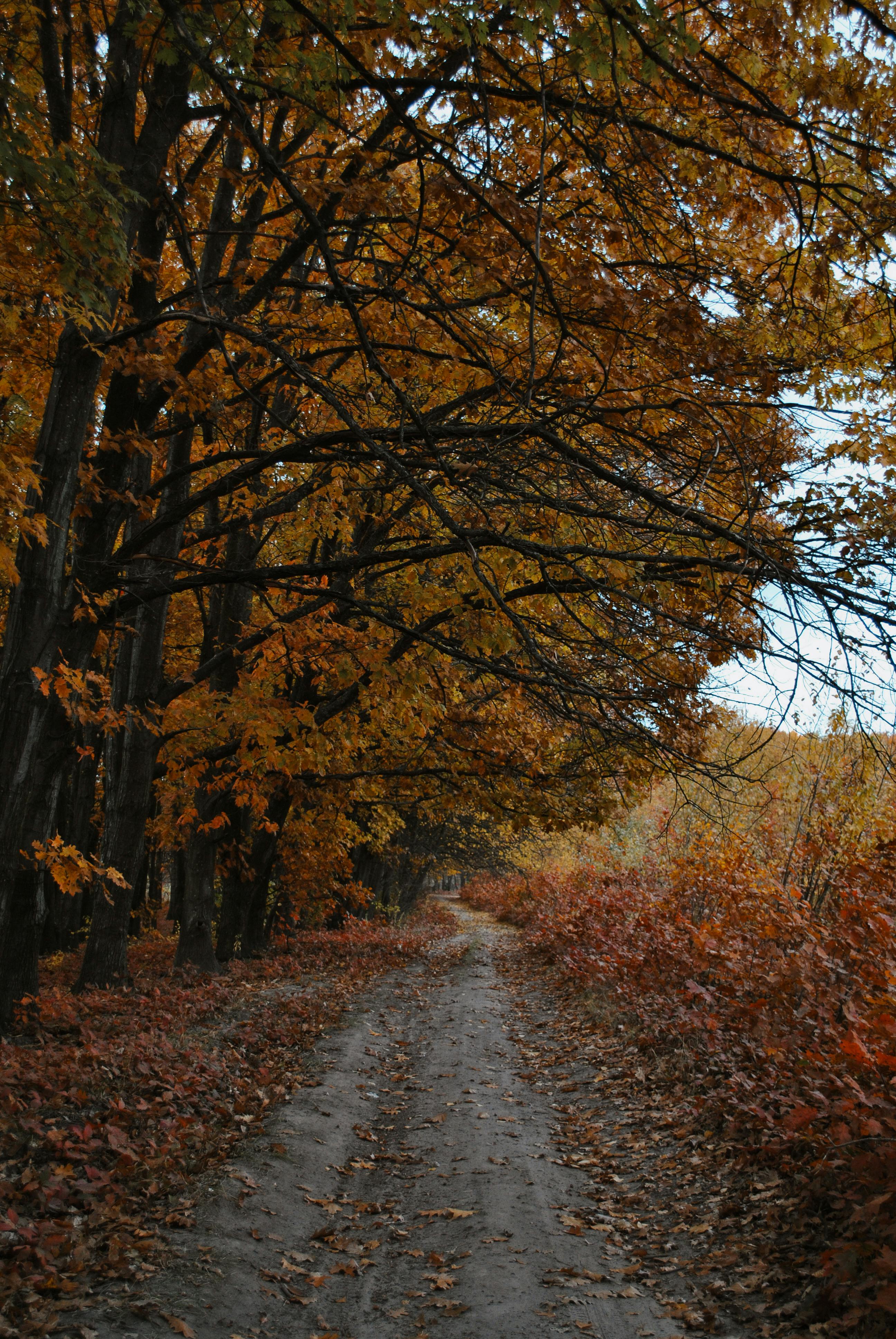 Serene Autumn Pathway through Vibrant Forest · Free Stock Photo