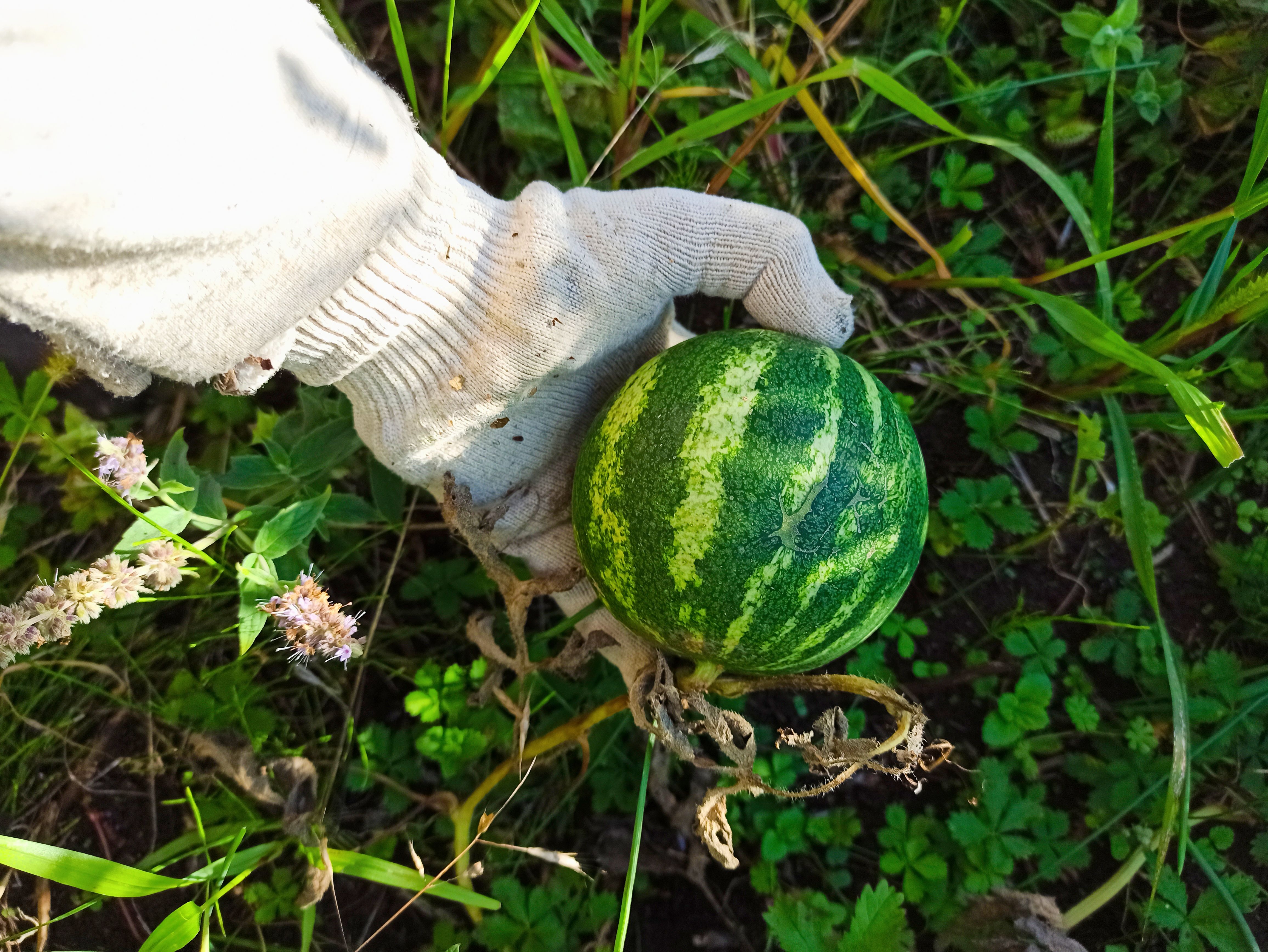 Gardener's Gloved Hand Holding Ripe Watermelon · Free Stock Photo