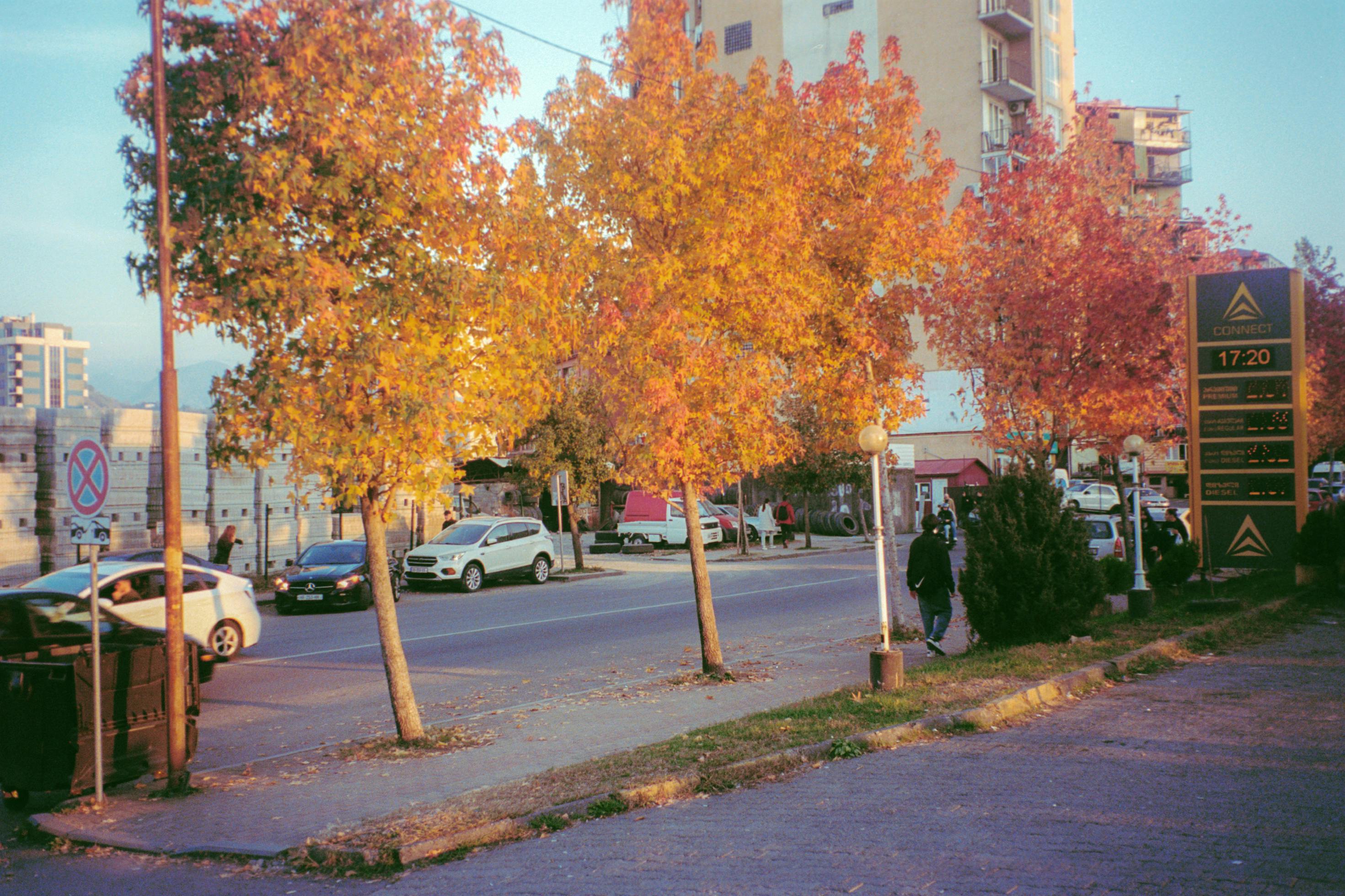 Vibrant Fall Street Scene with Autumn Trees · Free Stock Photo