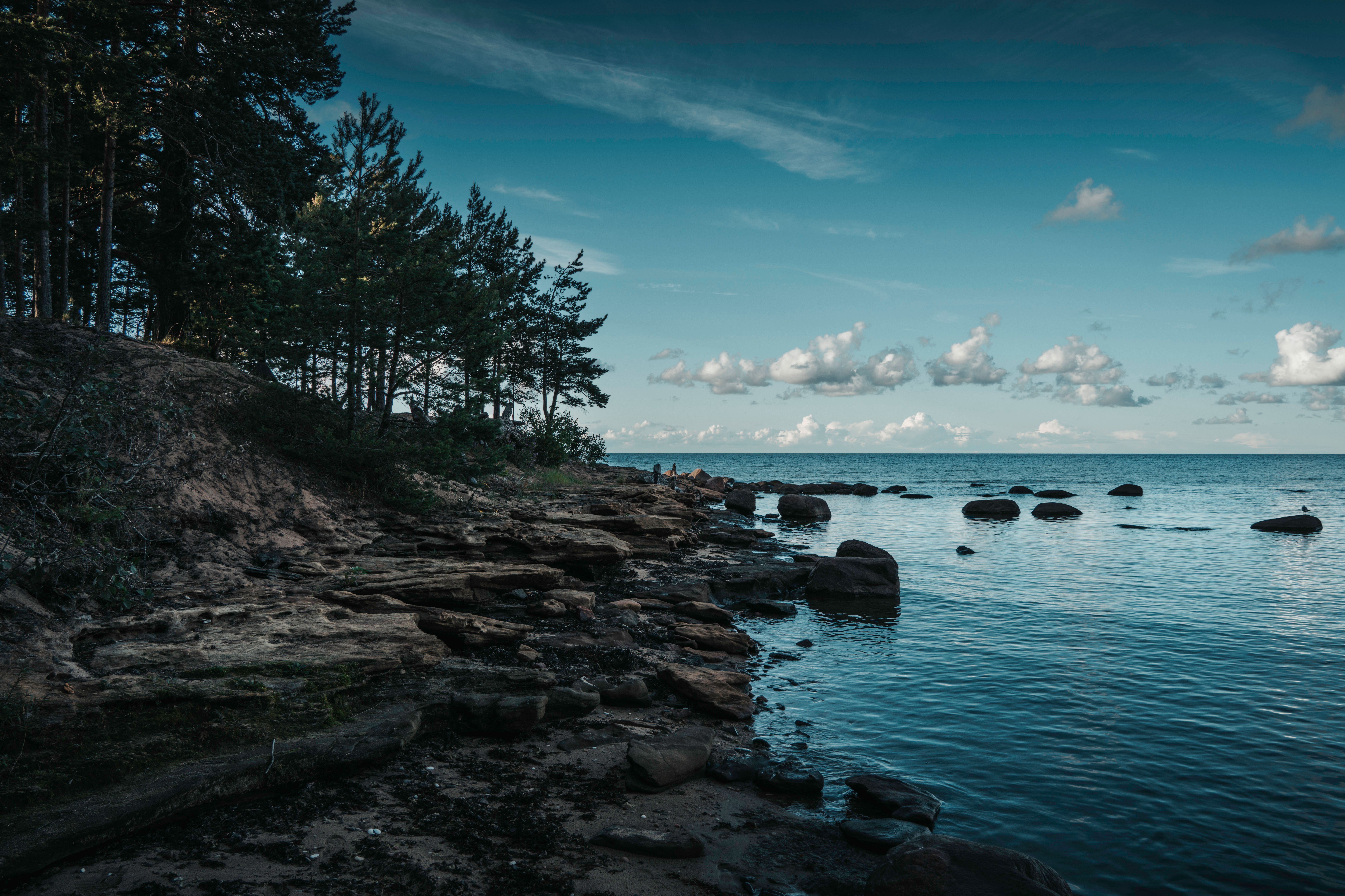 Scenic Rocky Shoreline with Pine Trees · Free Stock Photo