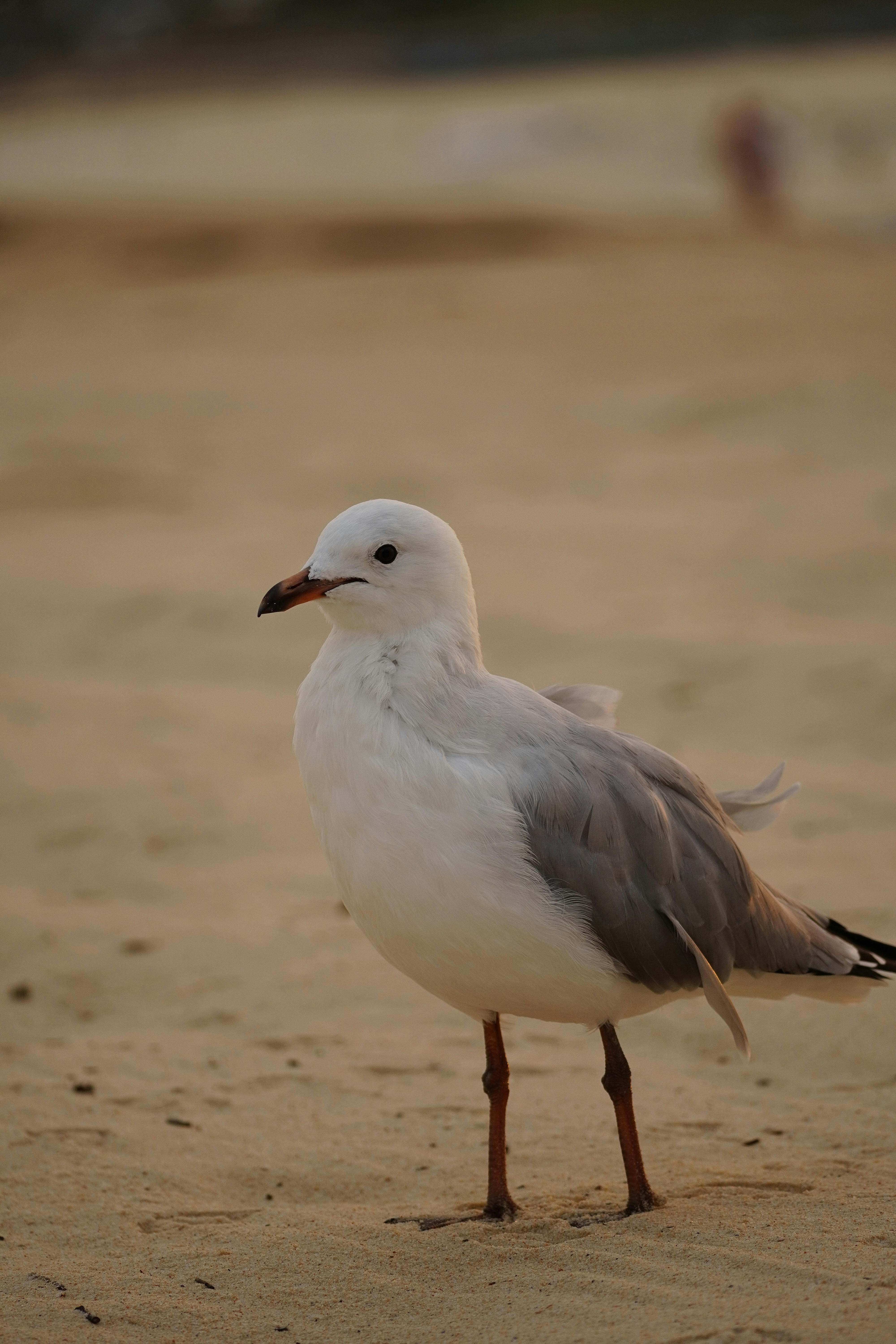 Close-up of Bird on Beach · Free Stock Photo