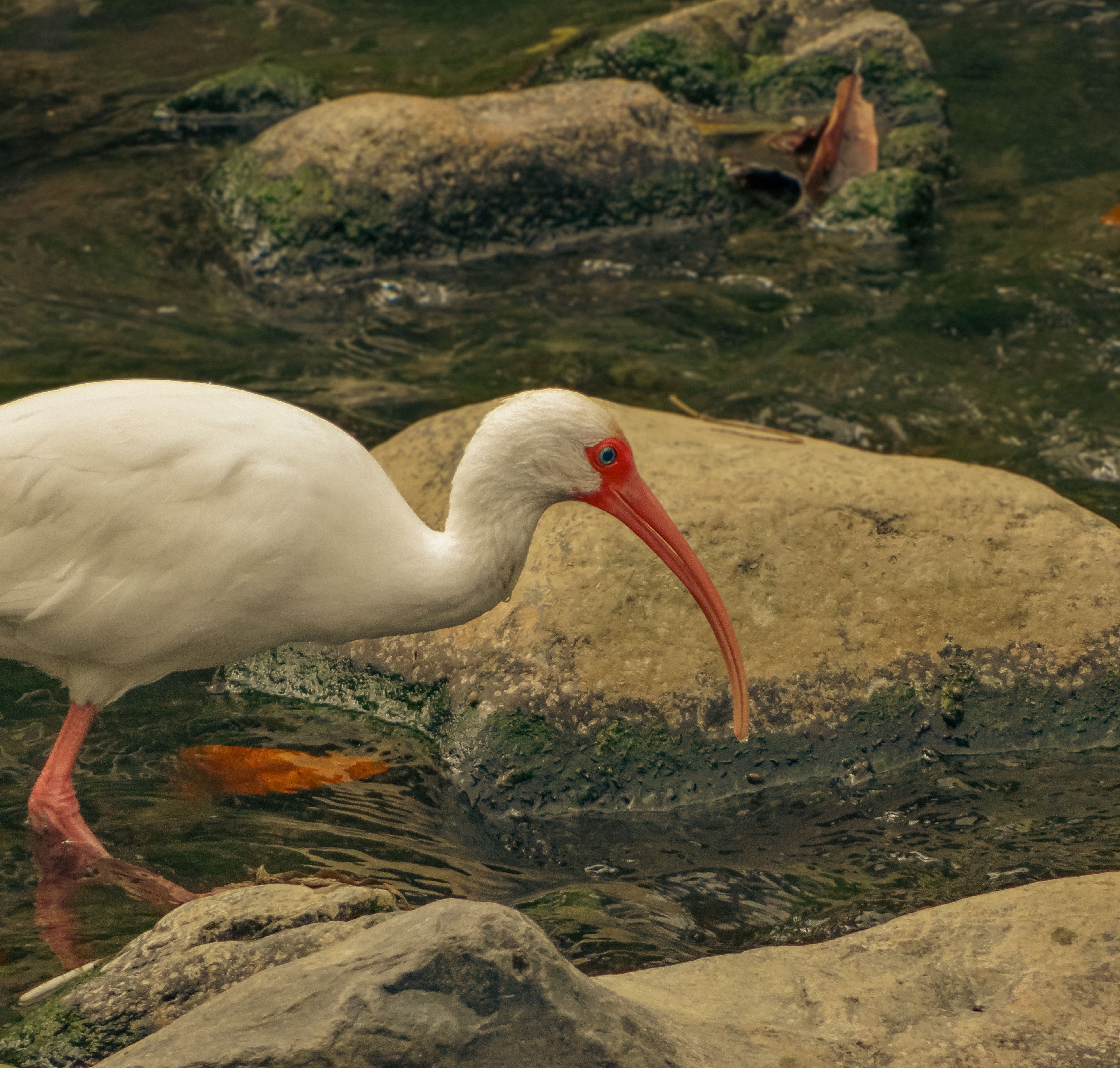 White Ibis by River in Jaltocán, Mexico · Free Stock Photo