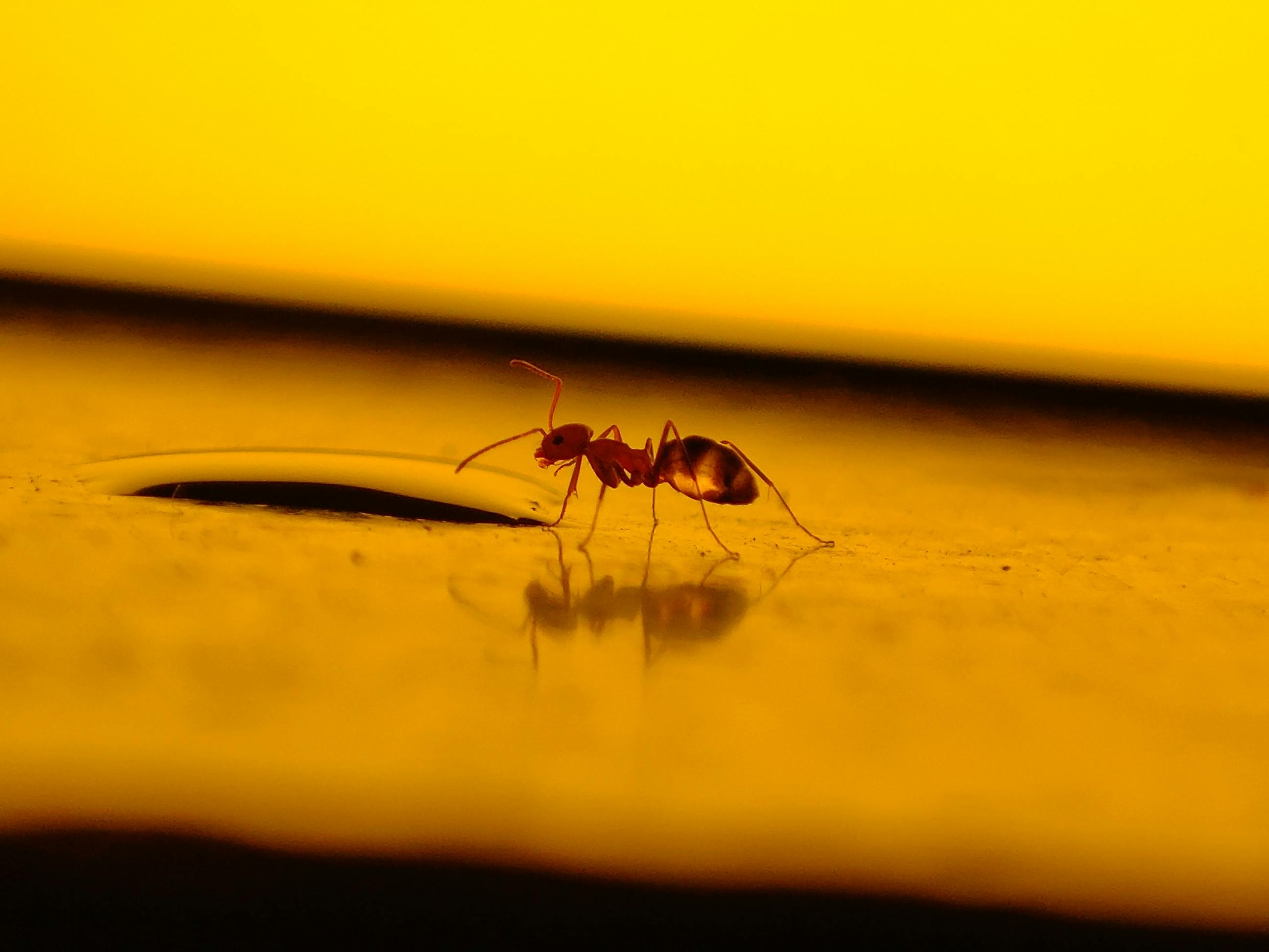 Close-Up Shot of an Ant on Yellow Surface · Free Stock Photo