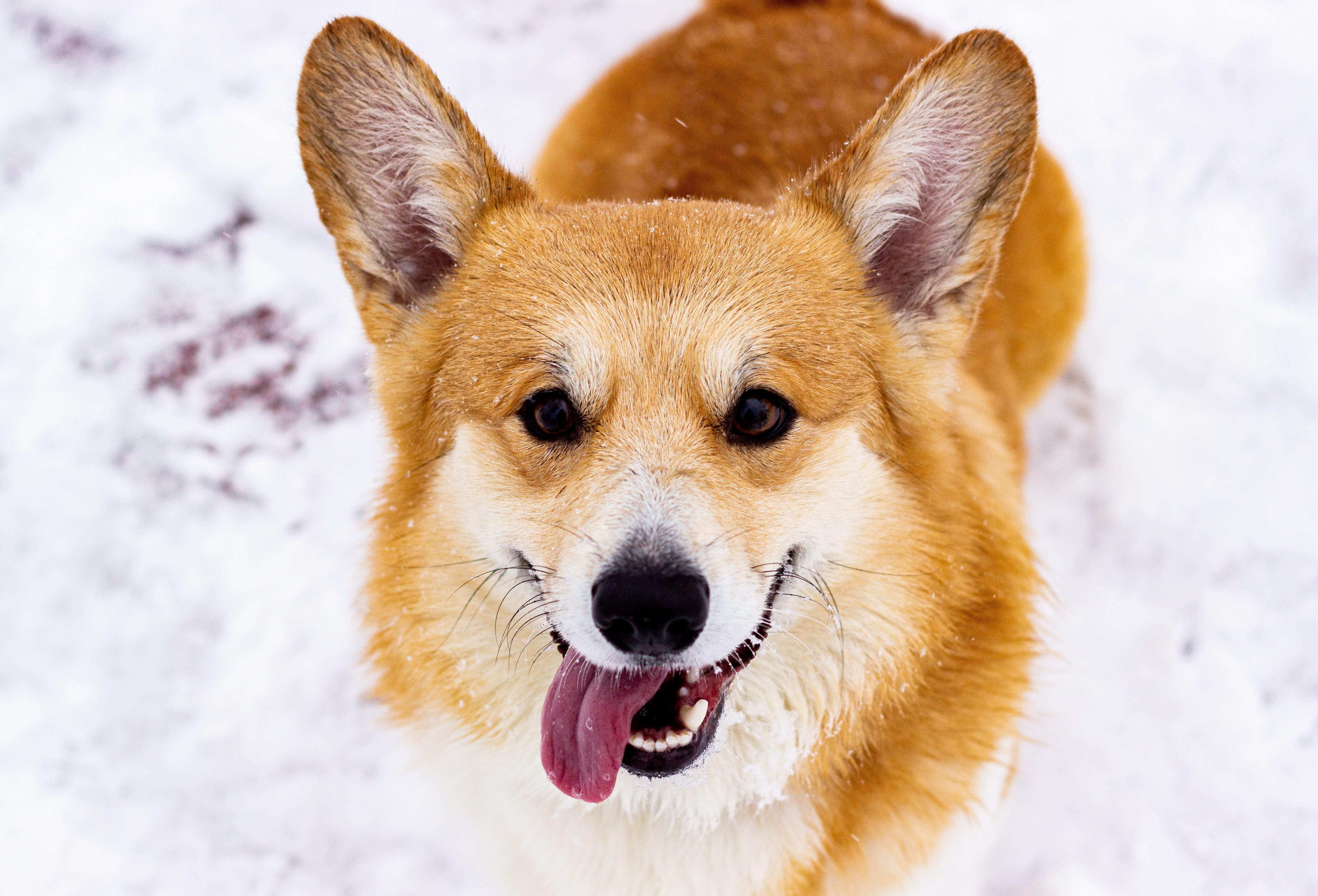 Kori Corgi Photos, Download The BEST Free Kori Corgi Stock Photos & HD ...