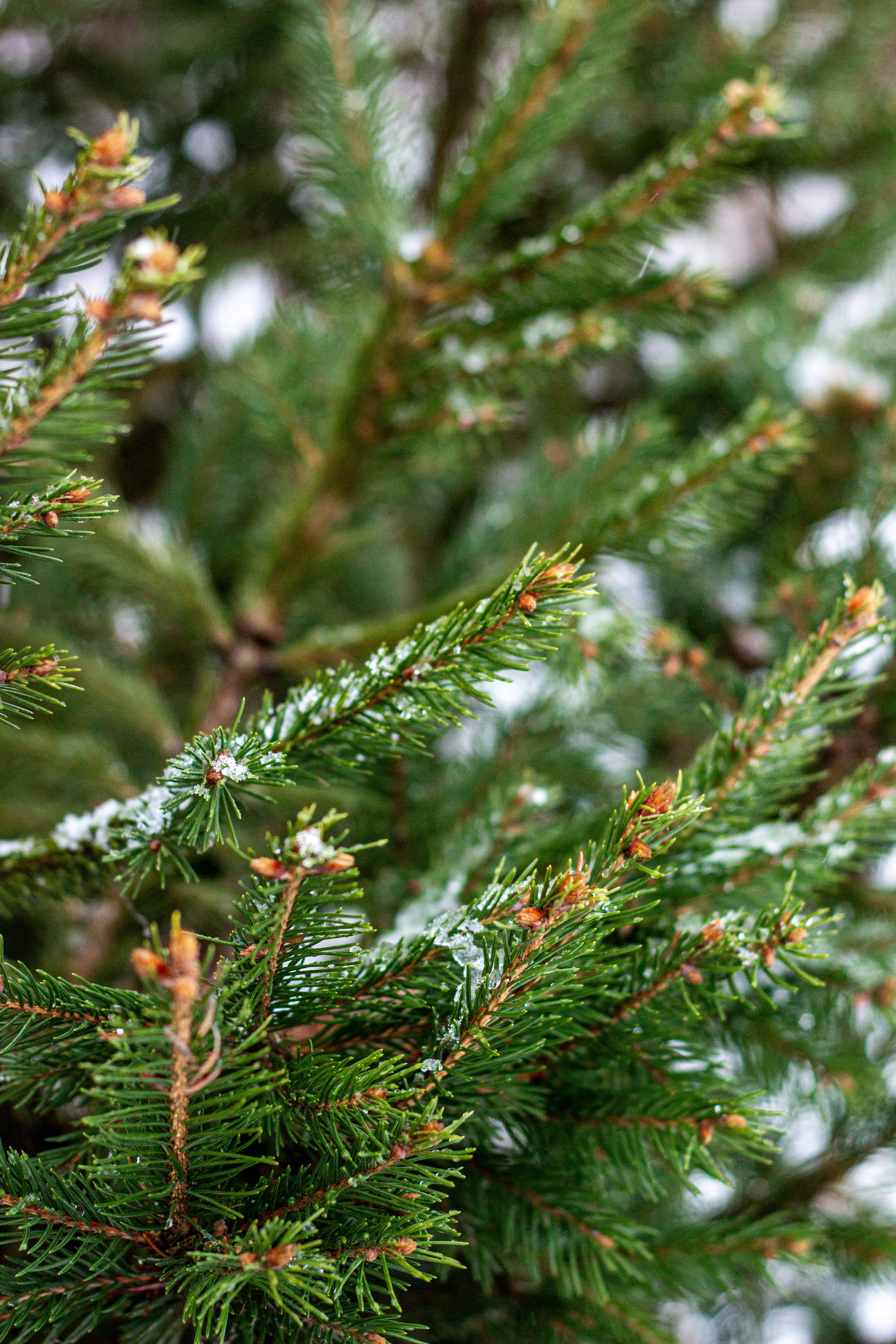 Background Without Watermark Christmas Tree Or Snow Photos, Download ...