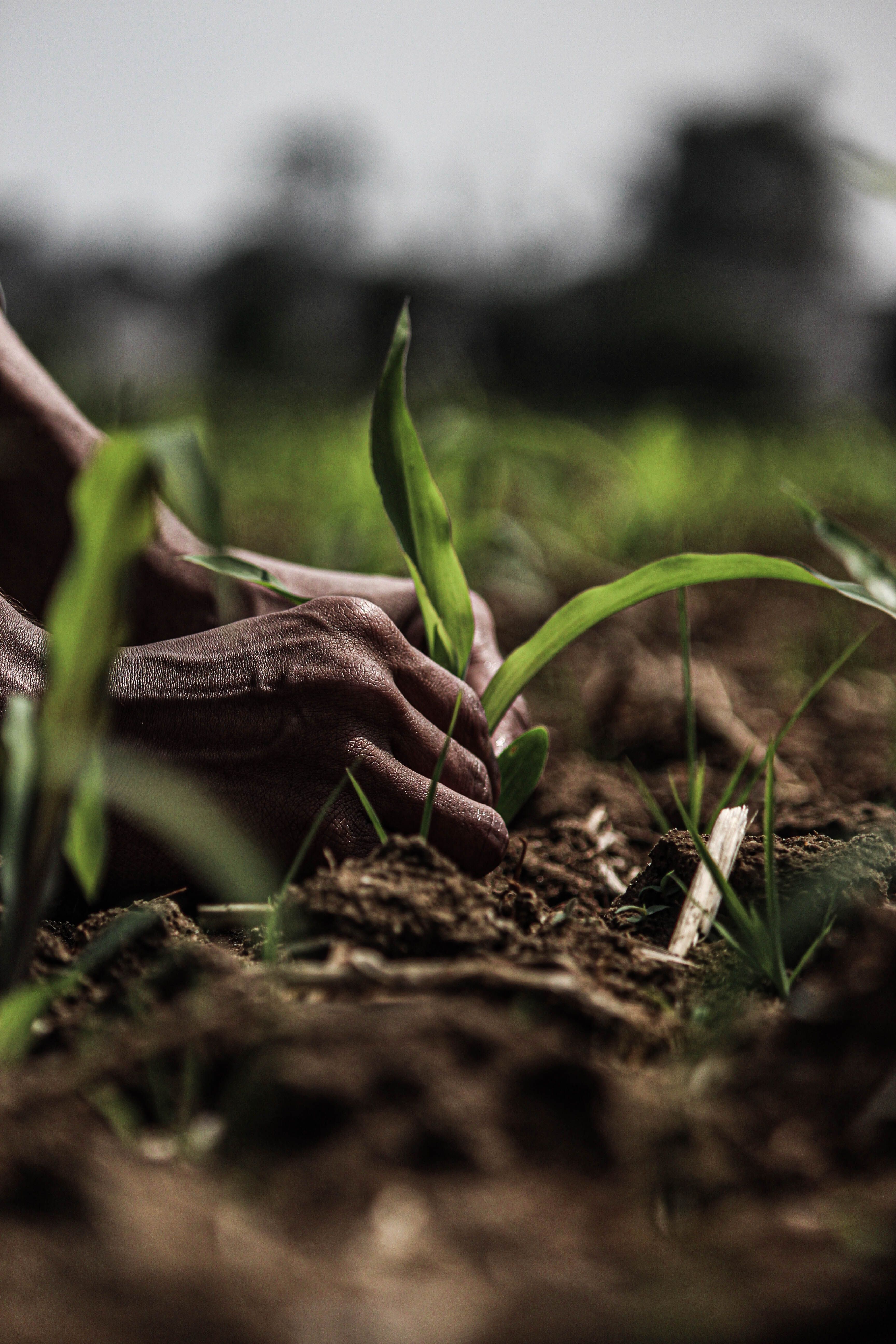 Planting Young Seedlings in Indian Farm Field · Free Stock Photo