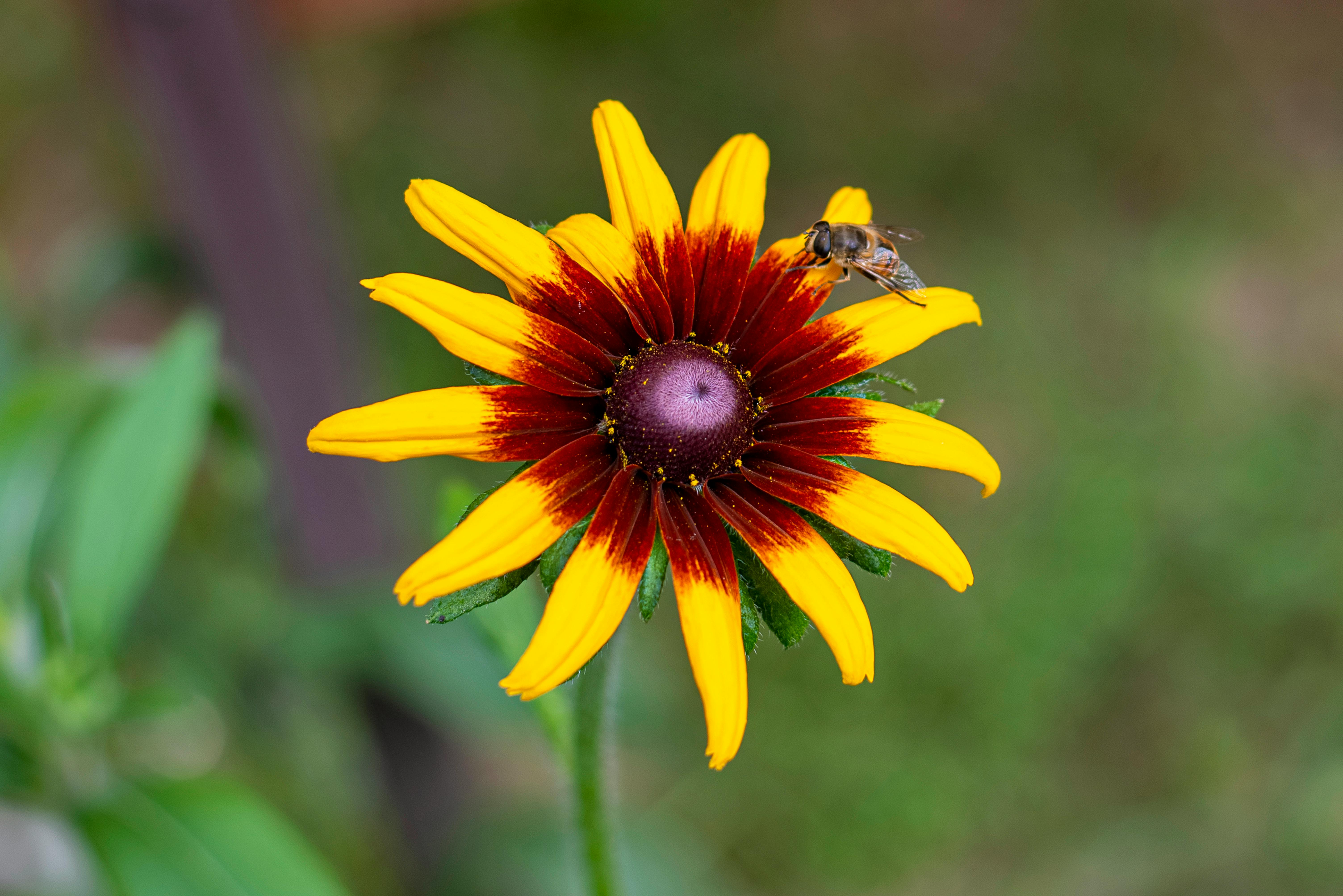 Bee Index Photos, Download The BEST Free Bee Index Stock Photos & HD Images