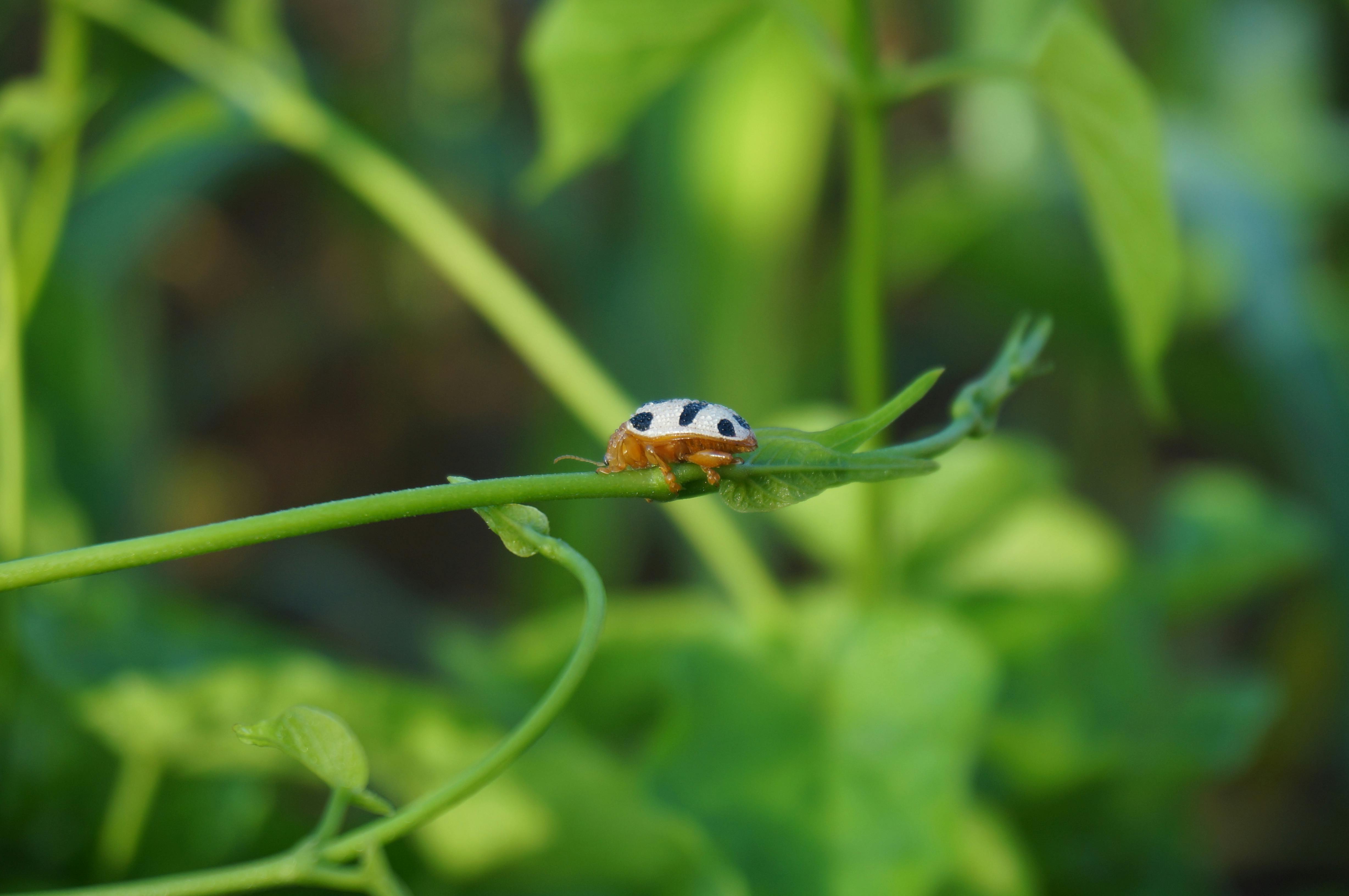 Tiny Ladybug on Green Leaf in Nature Close-Up · Free Stock Photo