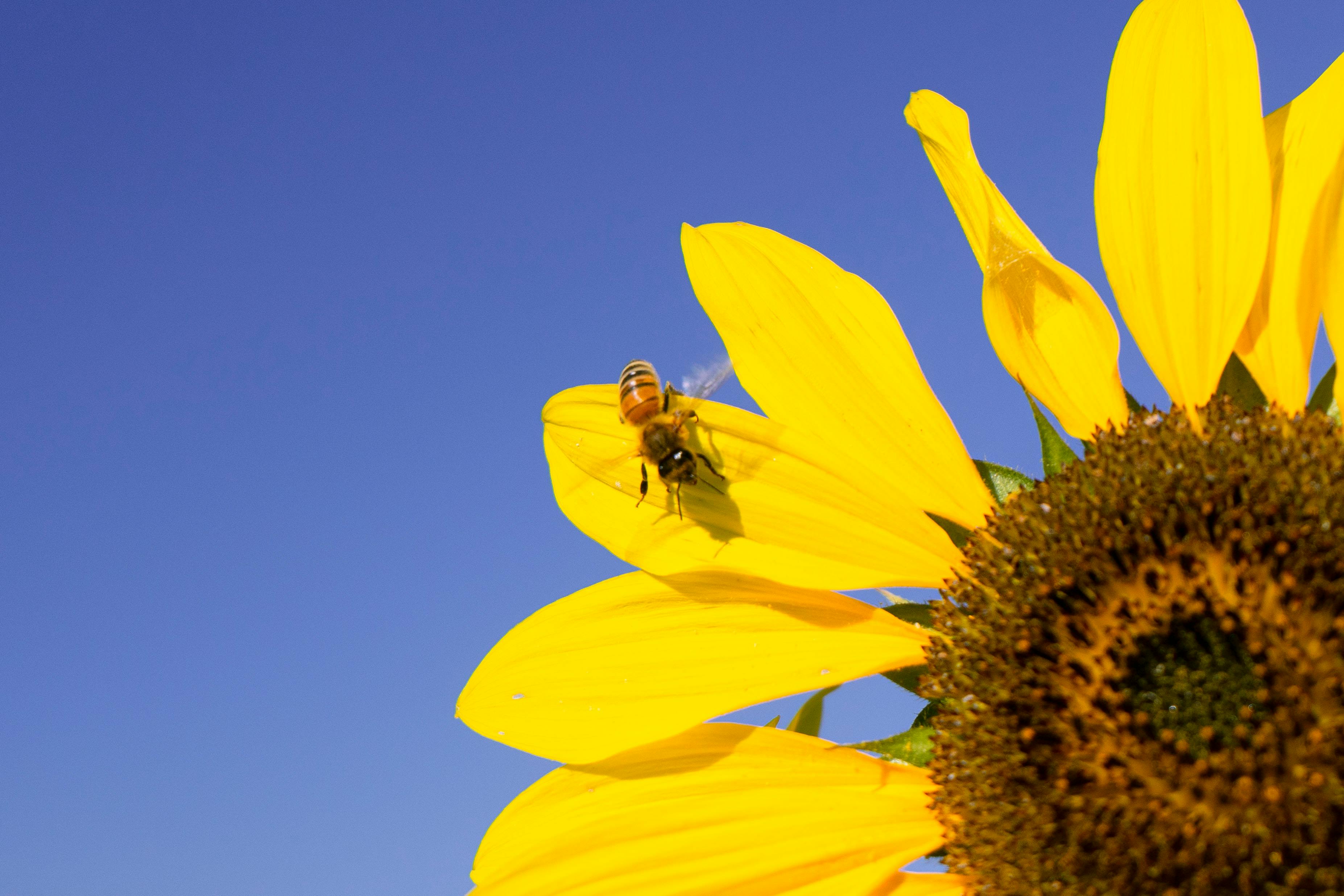 Close-up Photo of Bee in Flower · Free Stock Photo