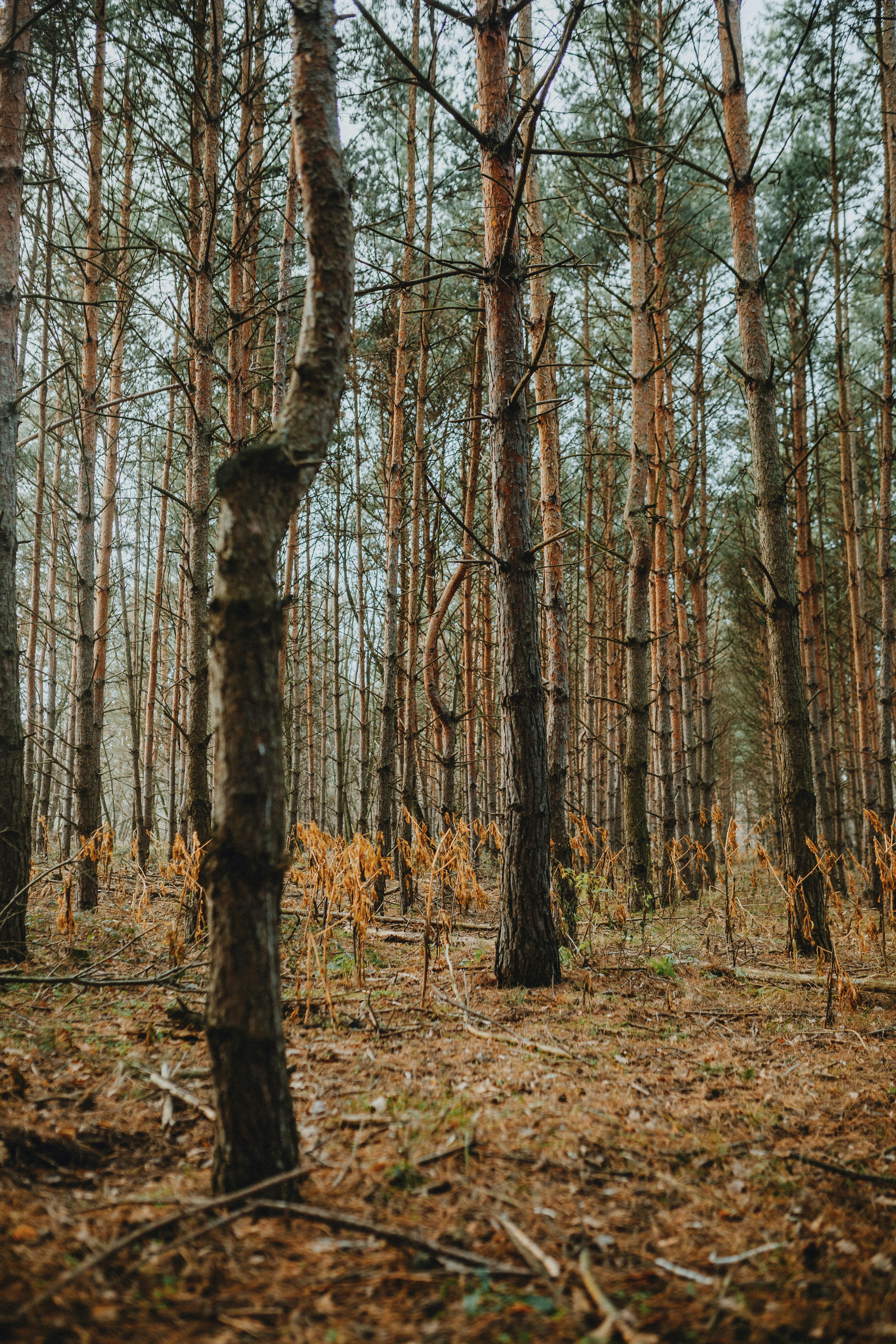 Forest Relief Photos, Download The BEST Free Forest Relief Stock Photos ...