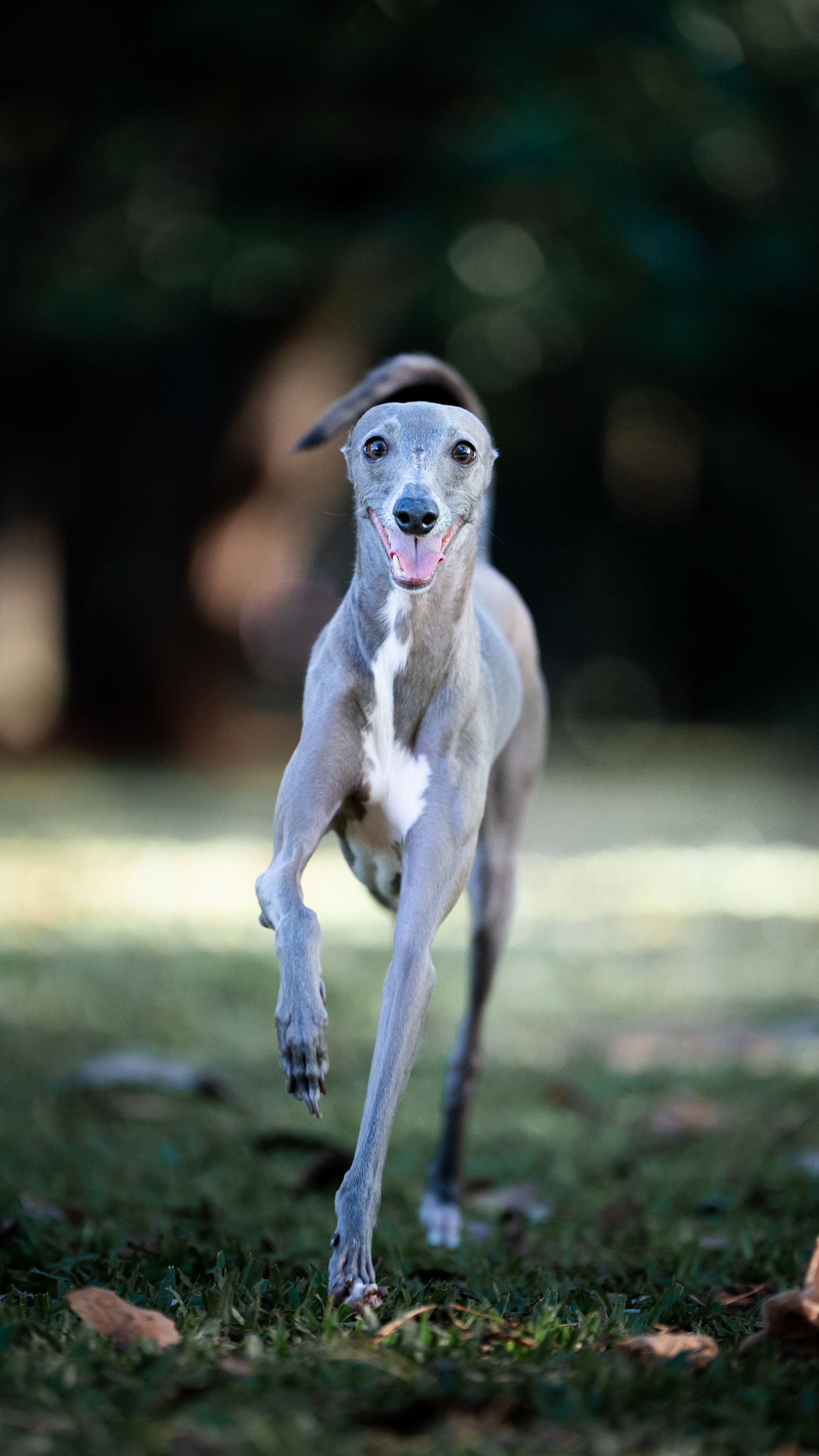 Joyful Italian Greyhound Running Outdoors · Free Stock Photo