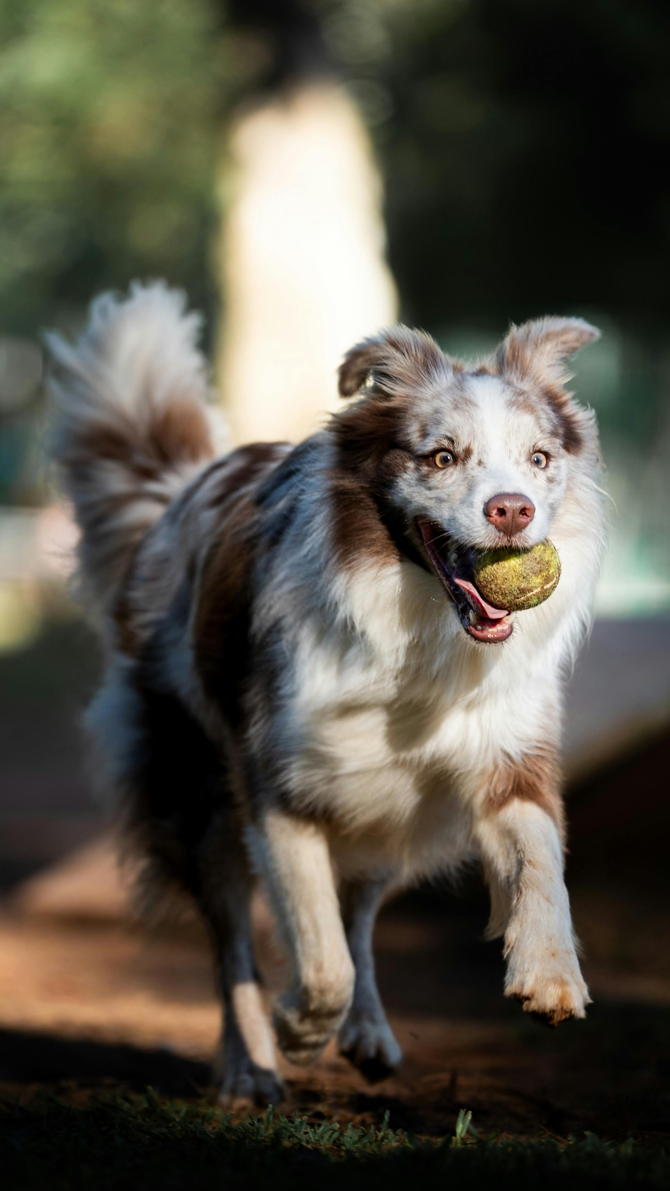 Energetic Australian Shepherd Playing with Ball · Free Stock Photo