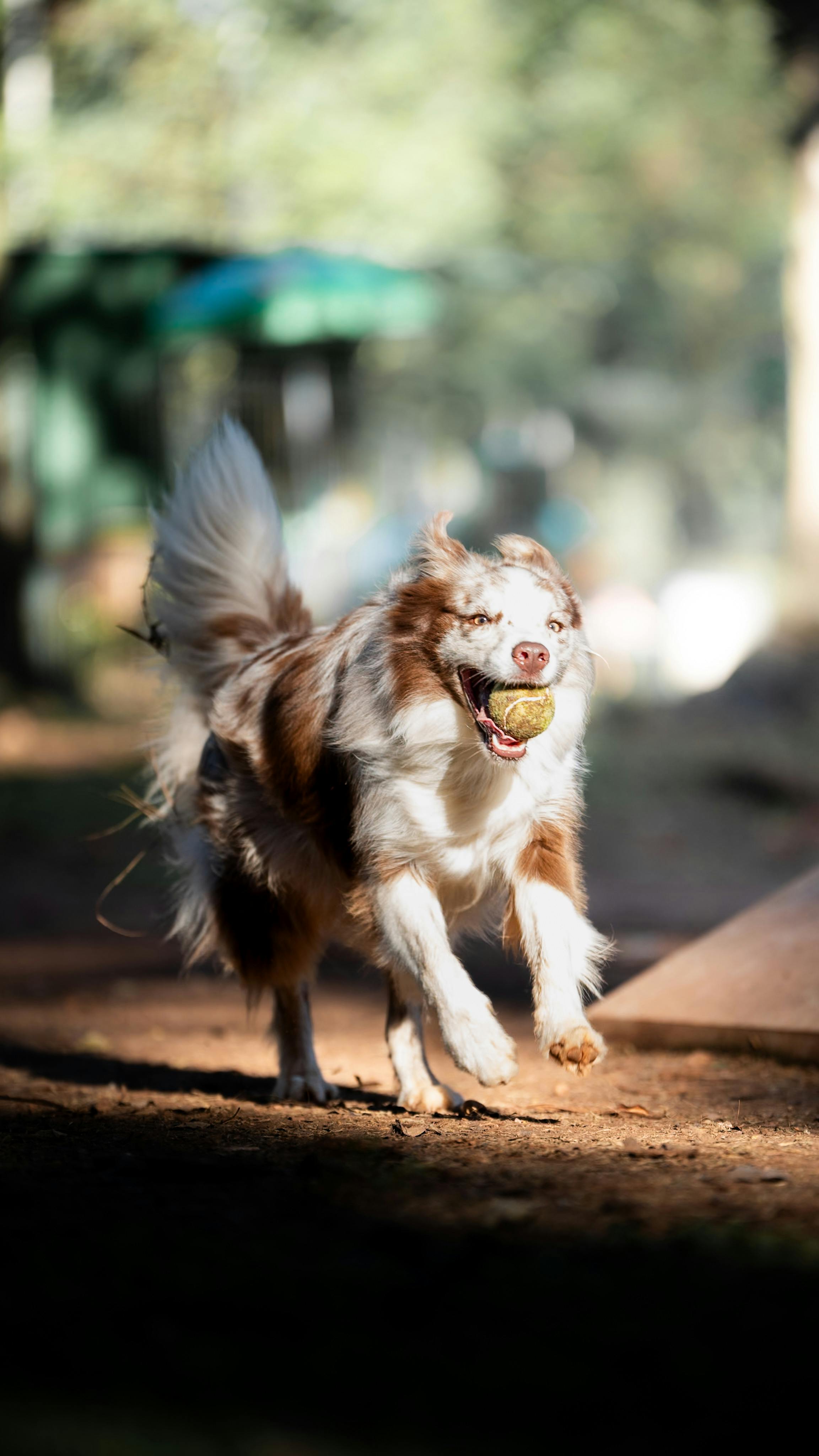 Playful Dog Catches Ball in Sunny Park · Free Stock Photo