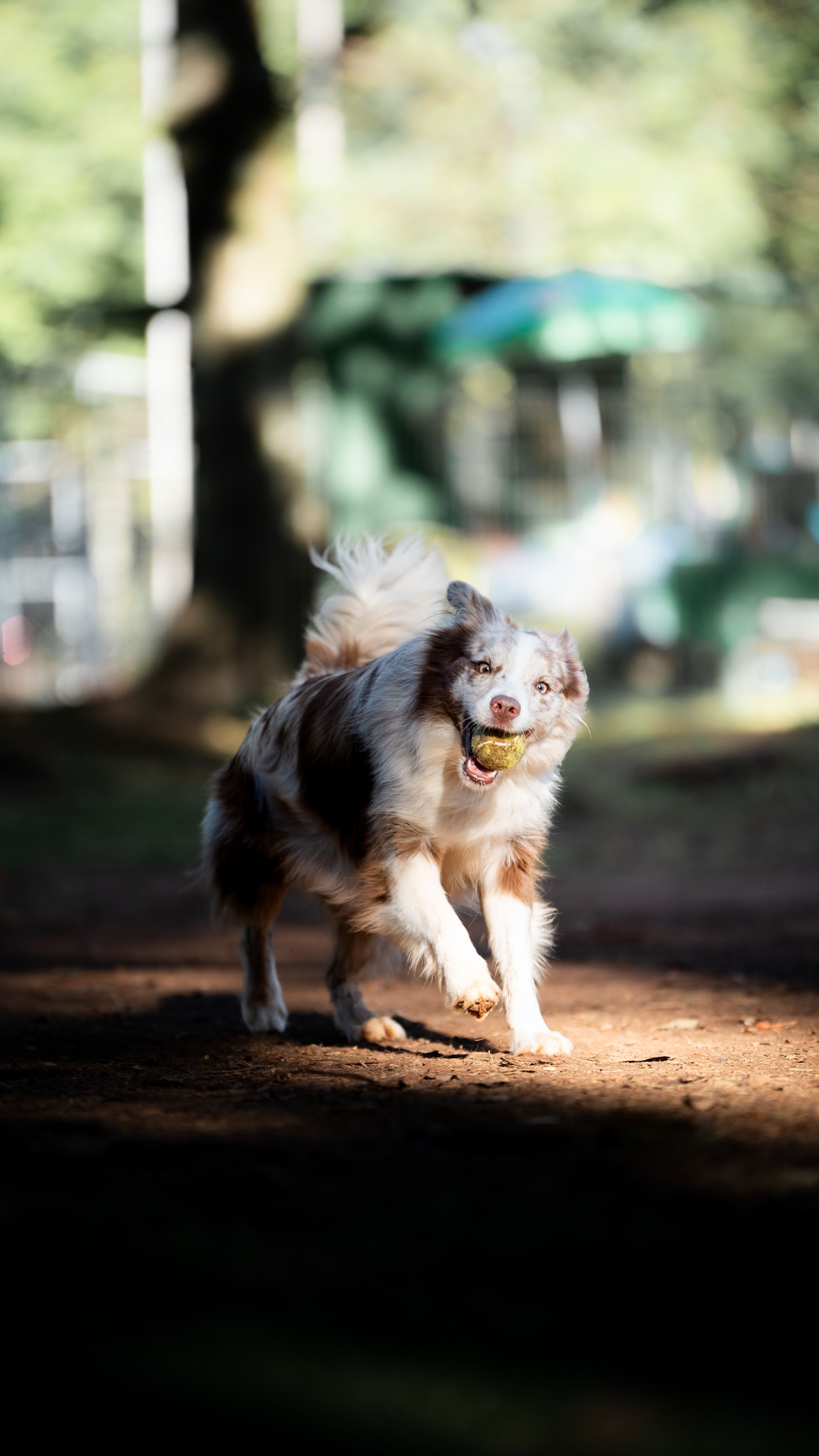 Energetic Dog in Motion at Park · Free Stock Photo