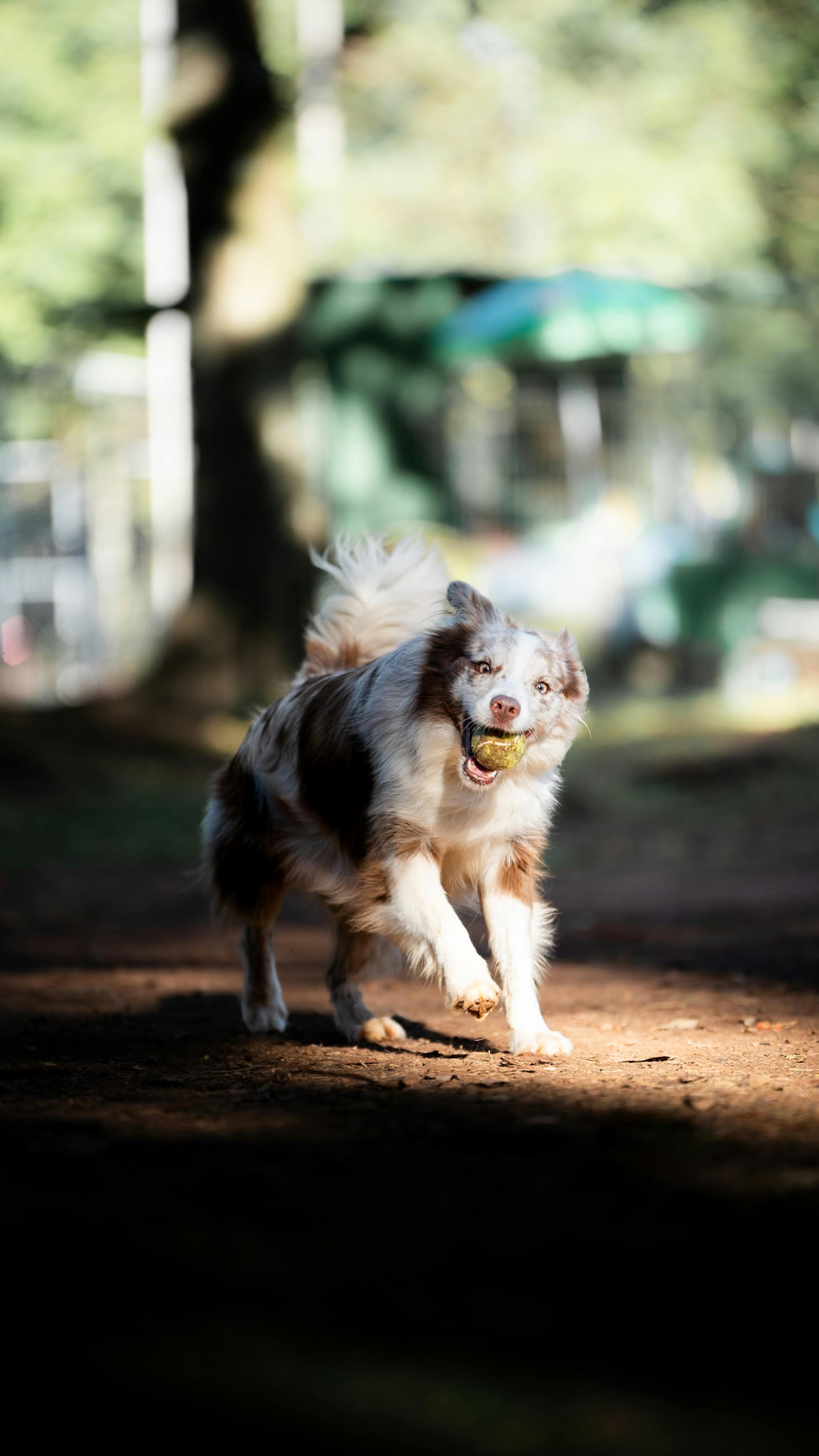 Dog Dynamic Photos, Download The BEST Free Dog Dynamic Stock Photos ...