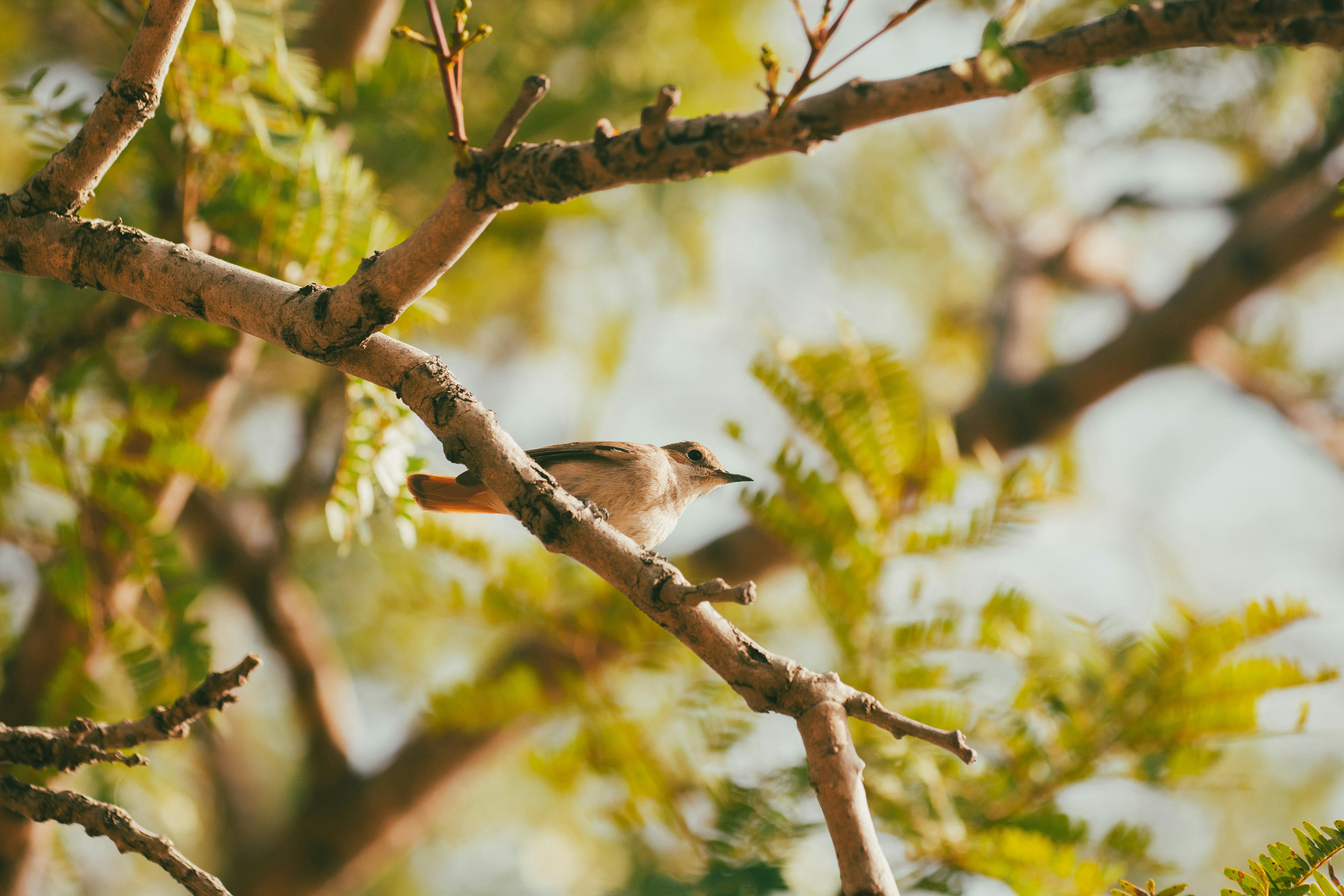Small Bird on Tree Branch in Nigerian Forest · Free Stock Photo
