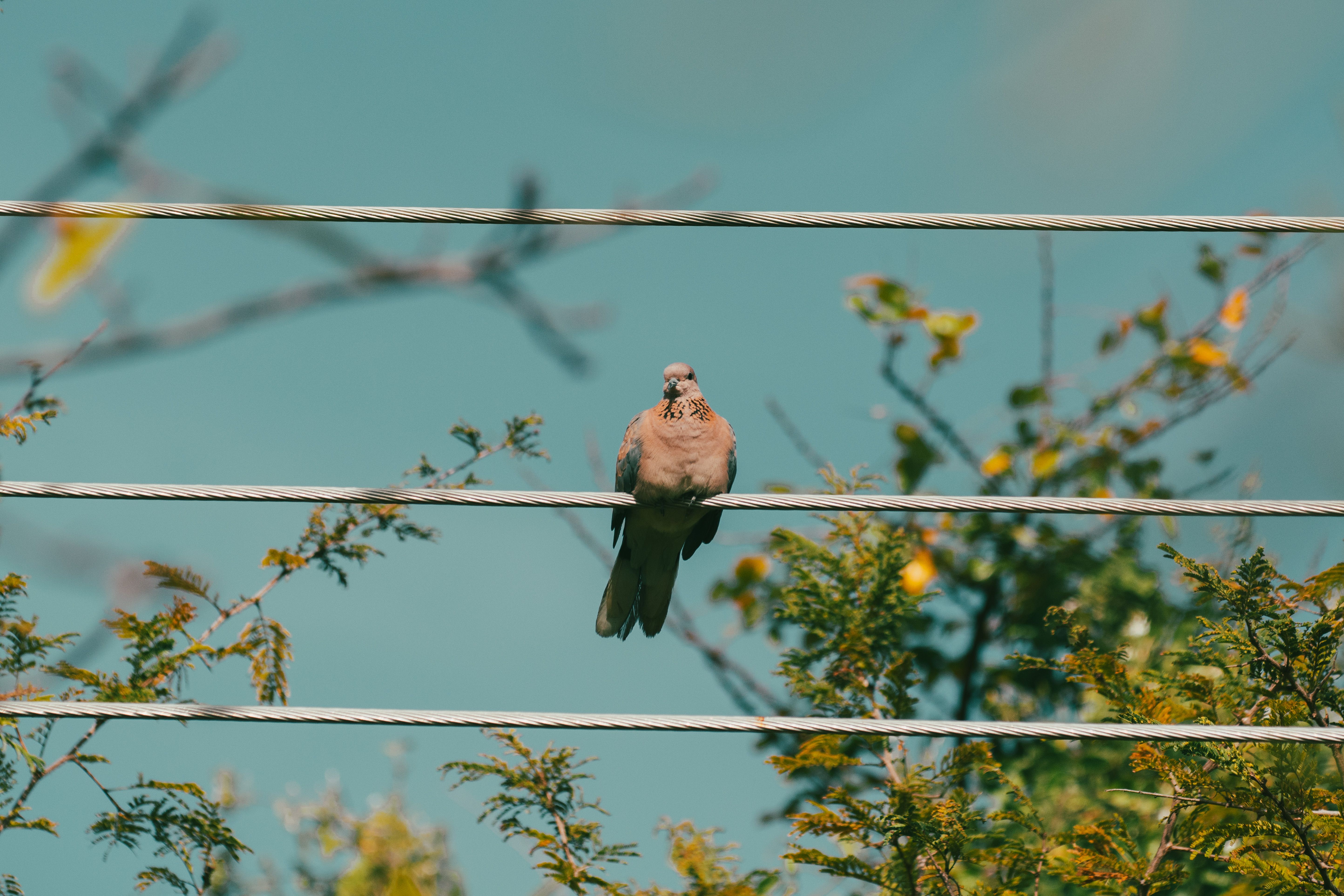 Dove Perched on Wire in Nigerian Wilderness · Free Stock Photo