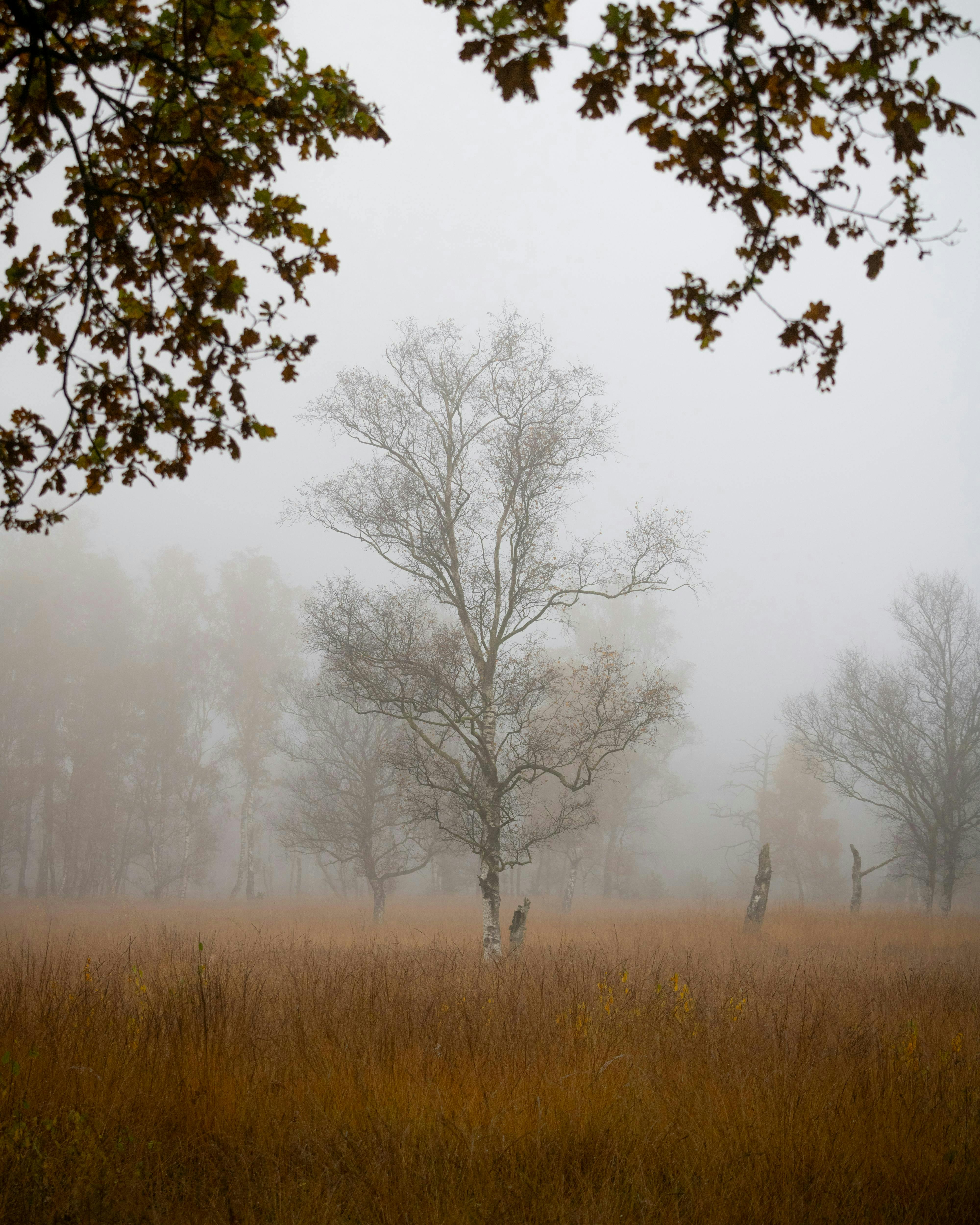 Misty Autumn Landscape with Bare Trees · Free Stock Photo