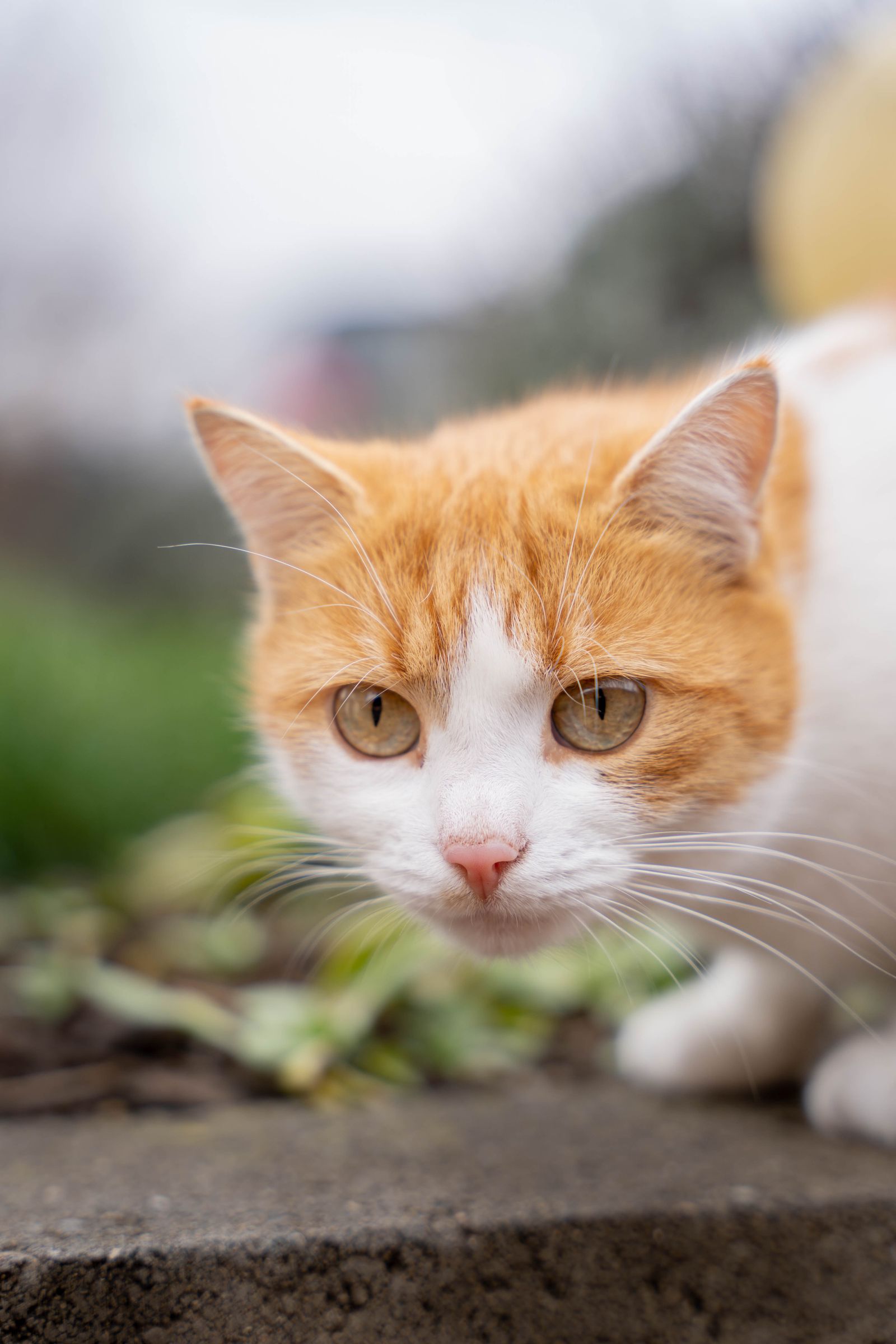 Cat White Background Photos, Download The BEST Free Cat White ...