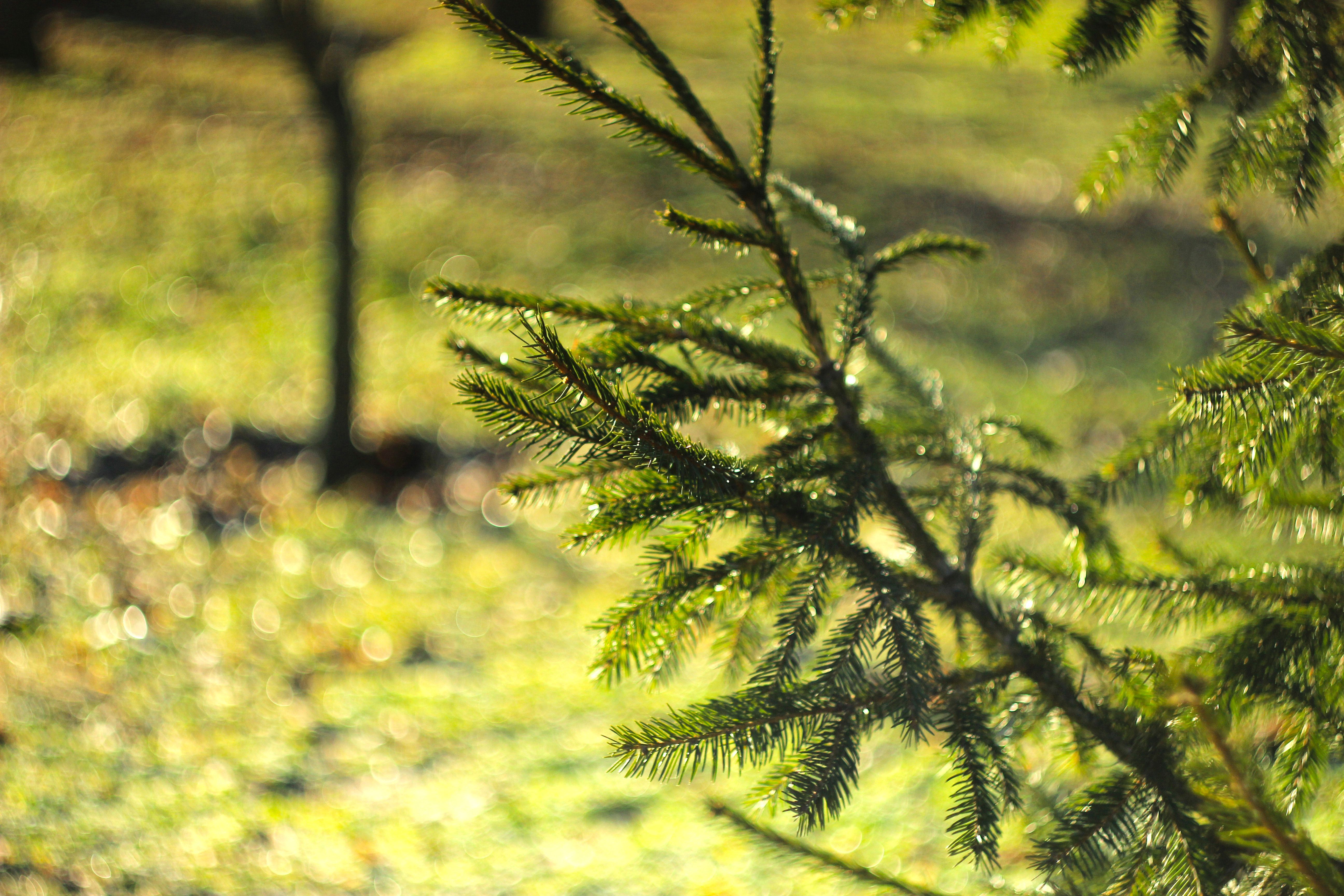 Close-Up of Evergreen Pine Needles in Sunlight · Free Stock Photo