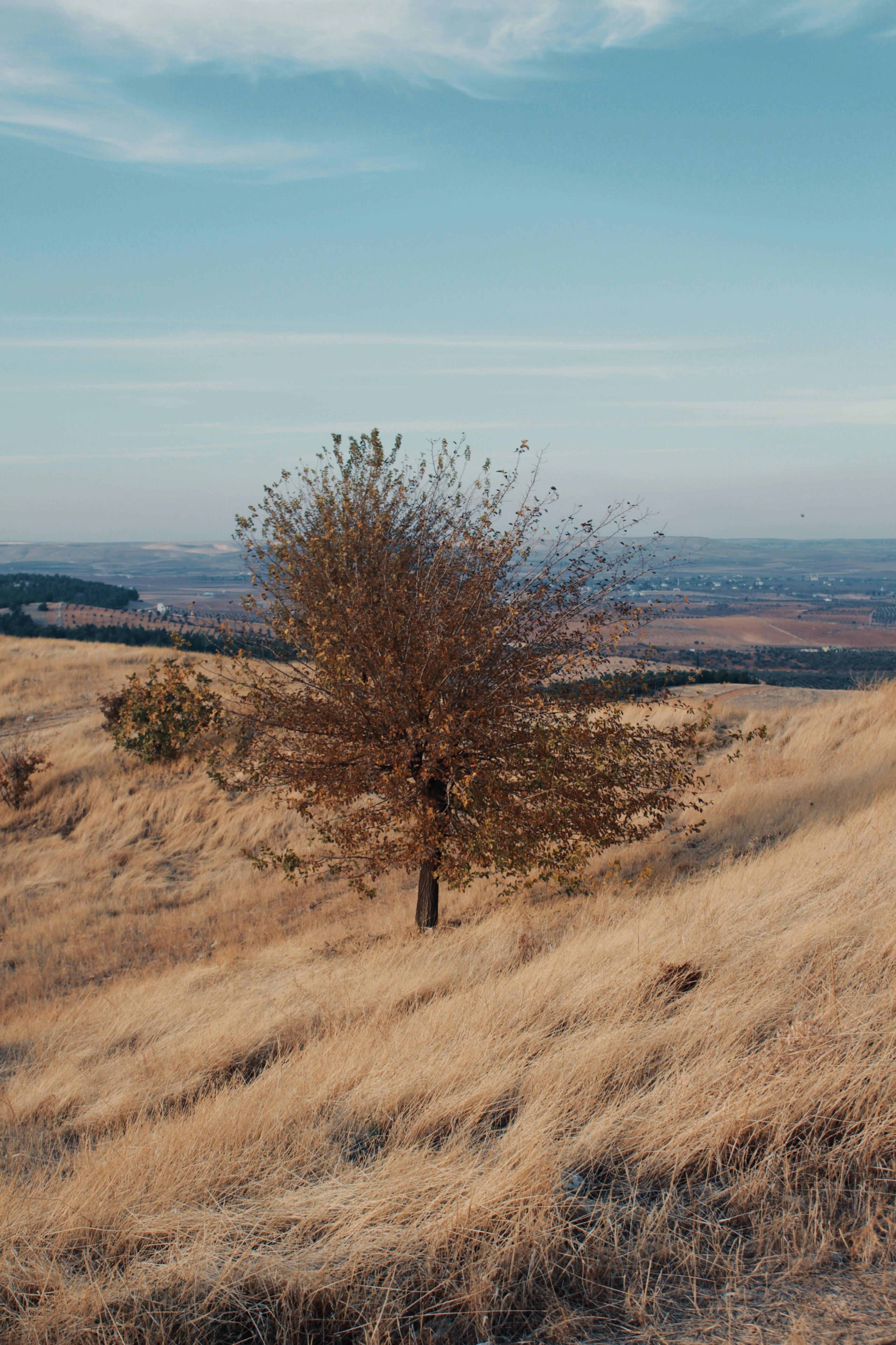 Solitary Tree on Rolling Golden Hillside · Free Stock Photo