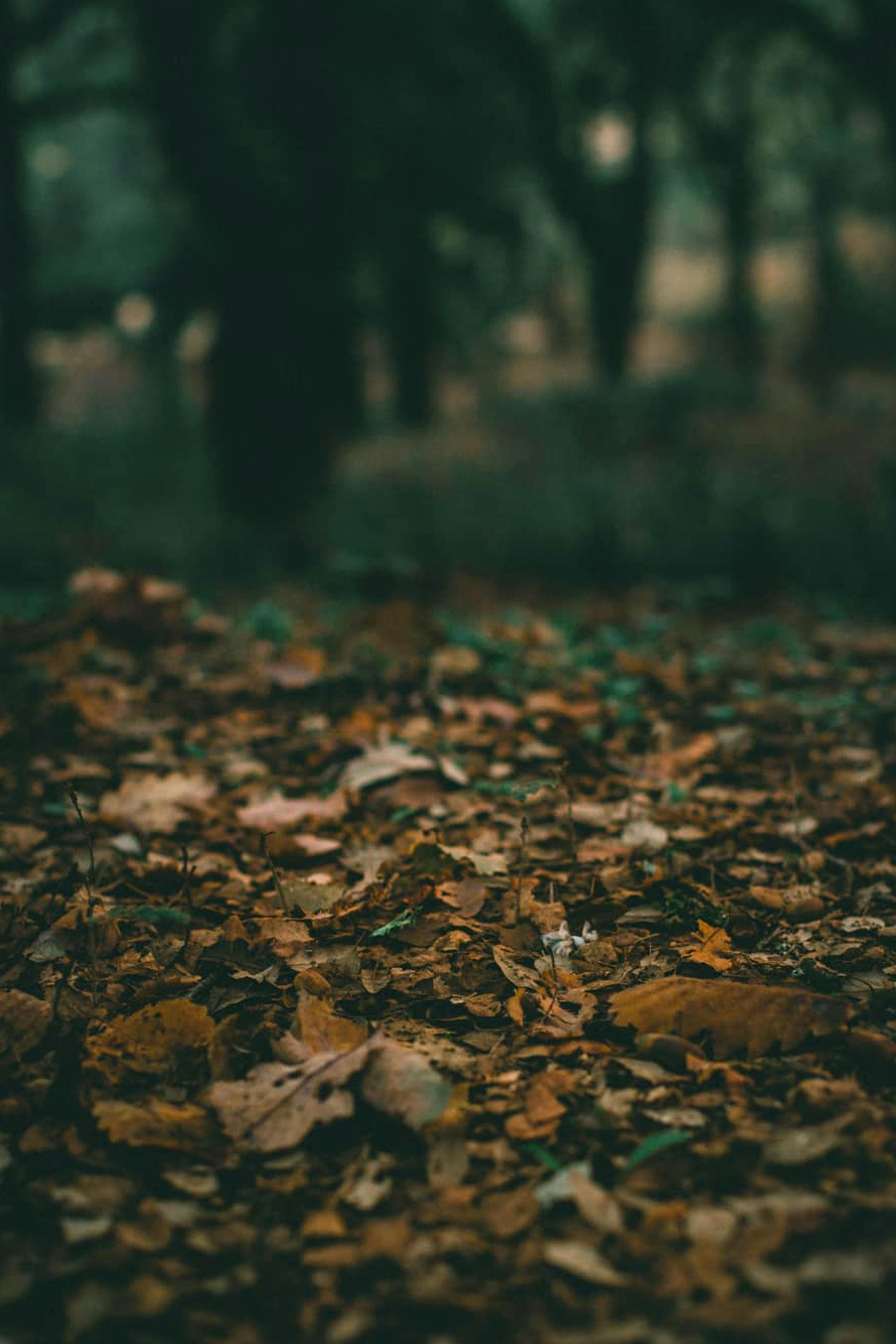 Moody Autumn Forest Floor in Tunisia · Free Stock Photo
