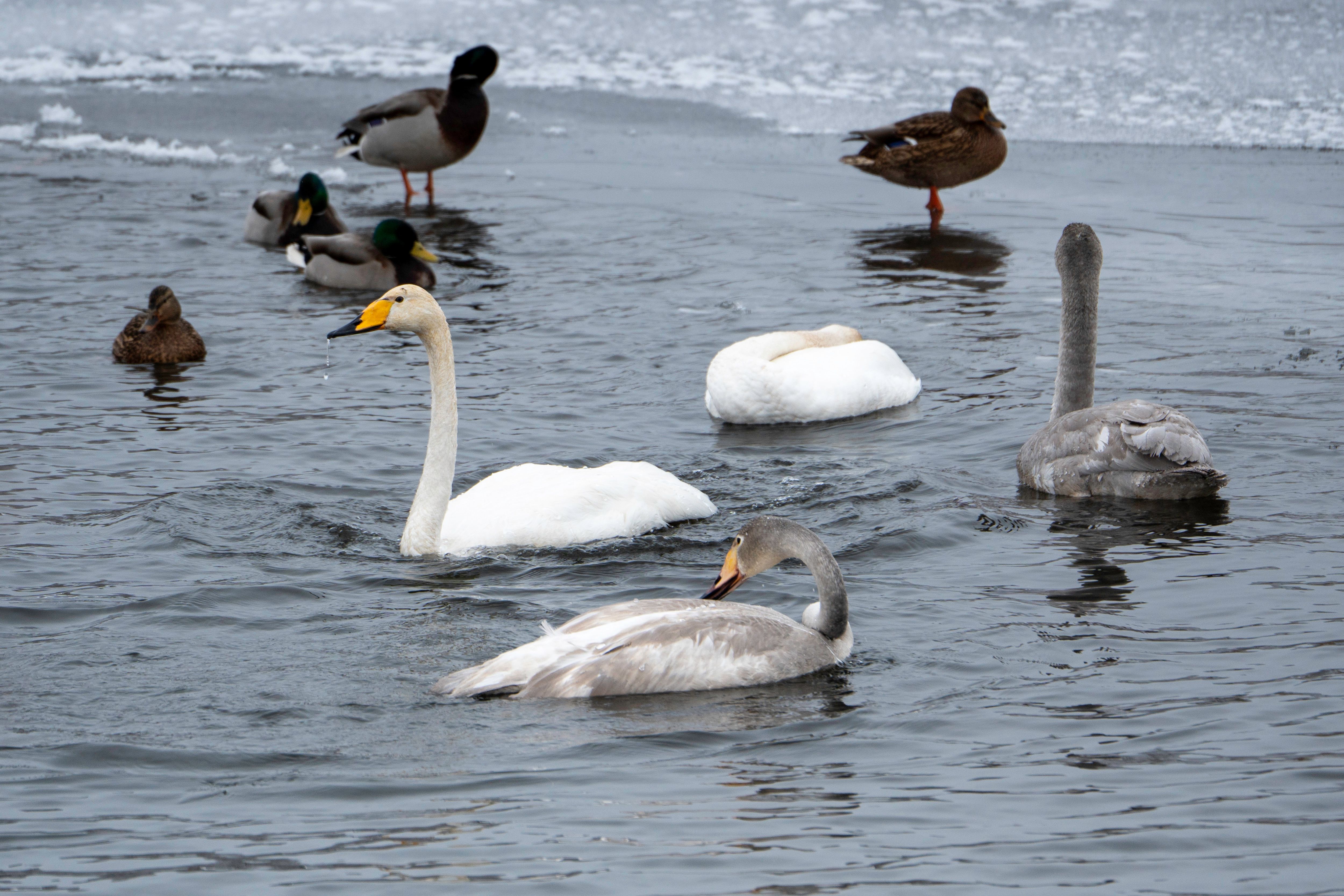 Swan Diversity Photos, Download The BEST Free Swan Diversity Stock ...