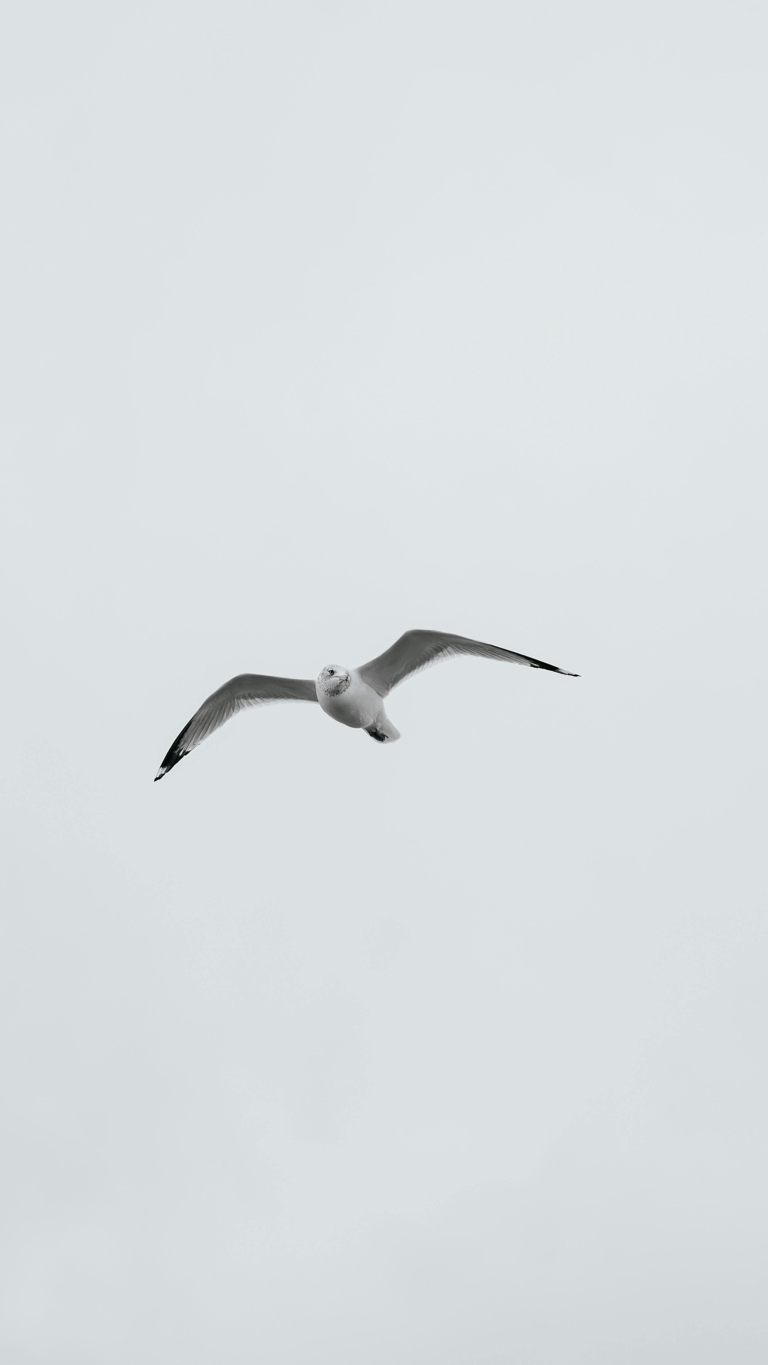 Gull Soaring Overcast Sky in New York · Free Stock Photo