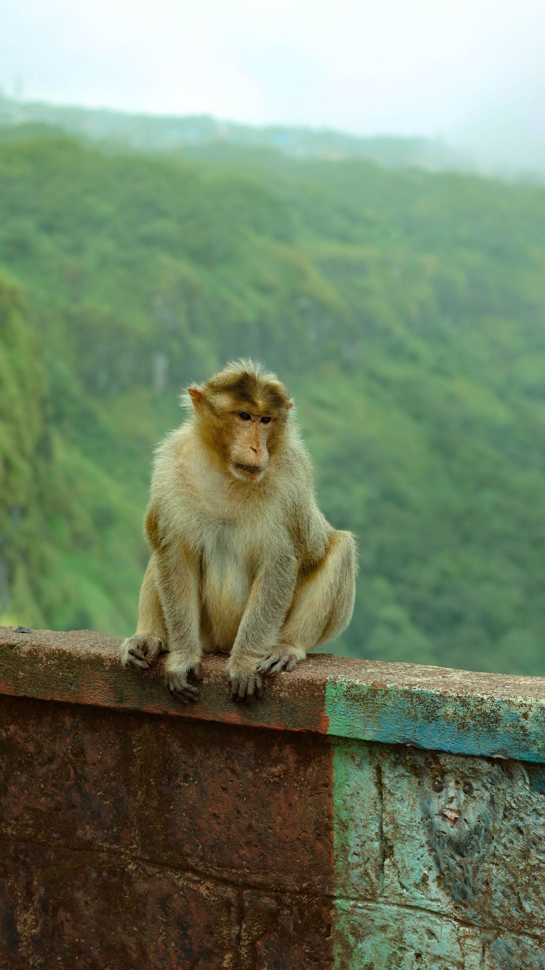 Series Of Monkey Images Photos, Download The BEST Free Series Of Monkey ...